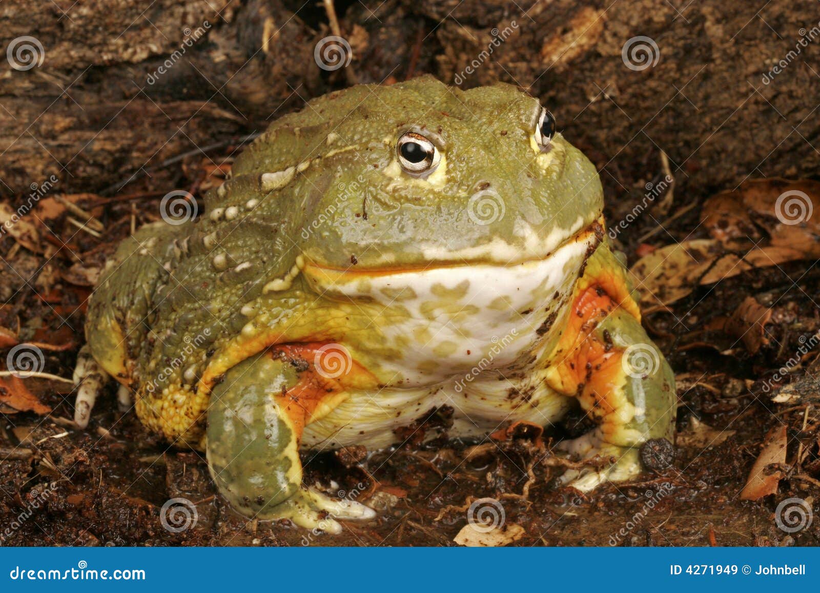African Bullfrog stock image. Image of frog, african, animal - 4271949