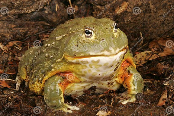 African Bullfrog stock image. Image of frog, african, animal - 4271949
