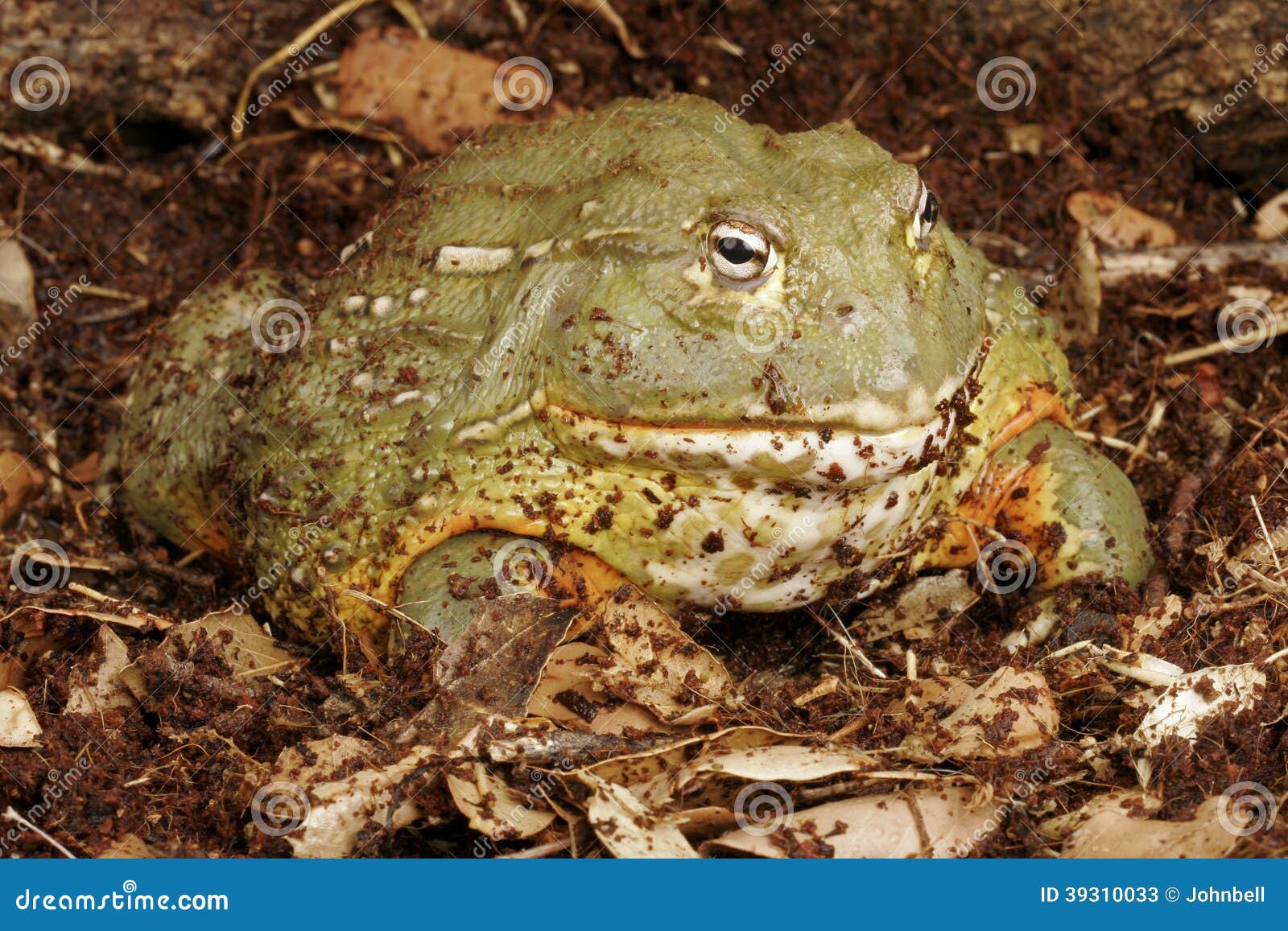African Bullfrog. stock image. Image of funny, frog, aggressive - 39310033