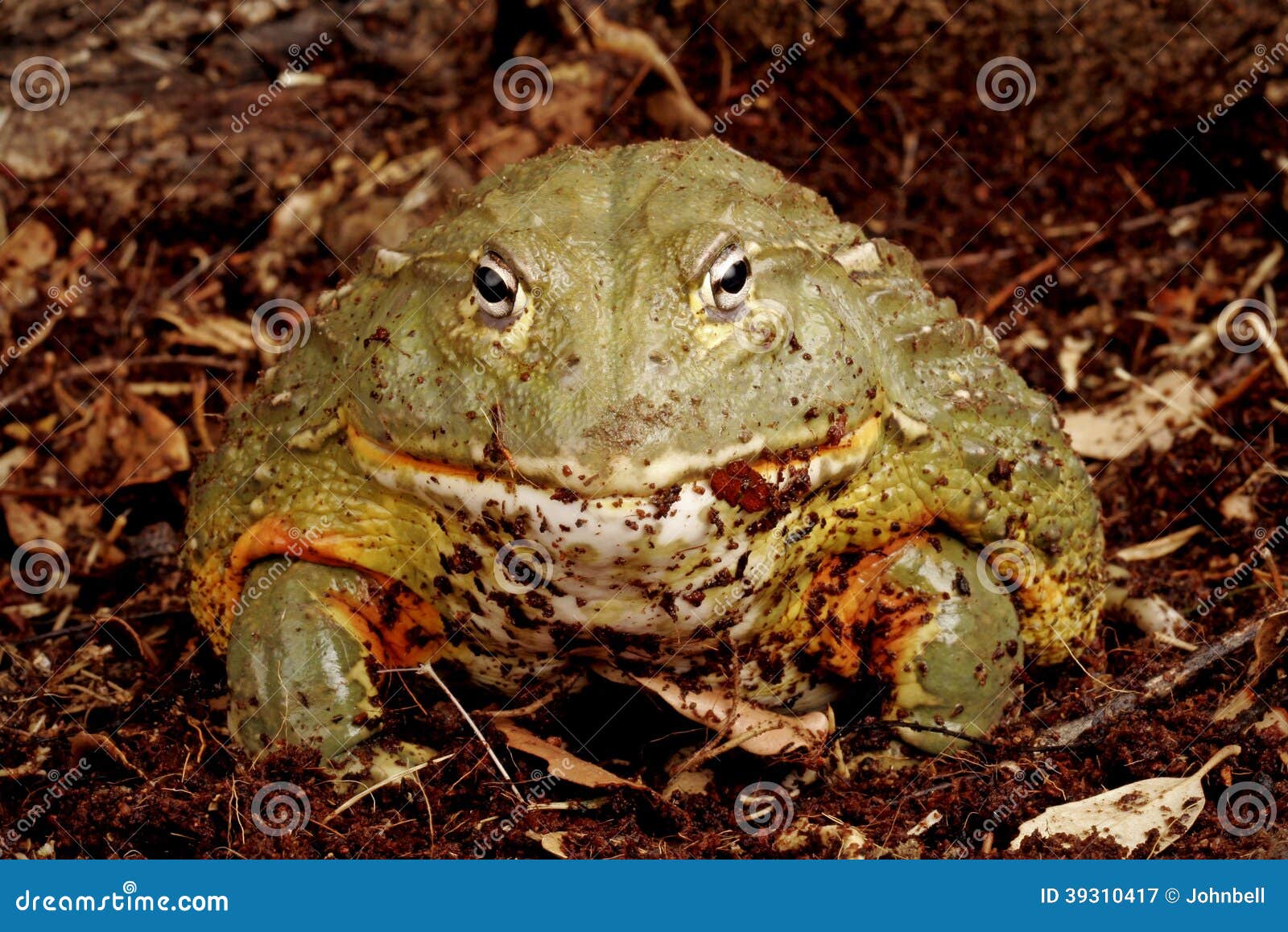 African Bullfrog. stock image. Image of cute, large, amphibian - 39310417
