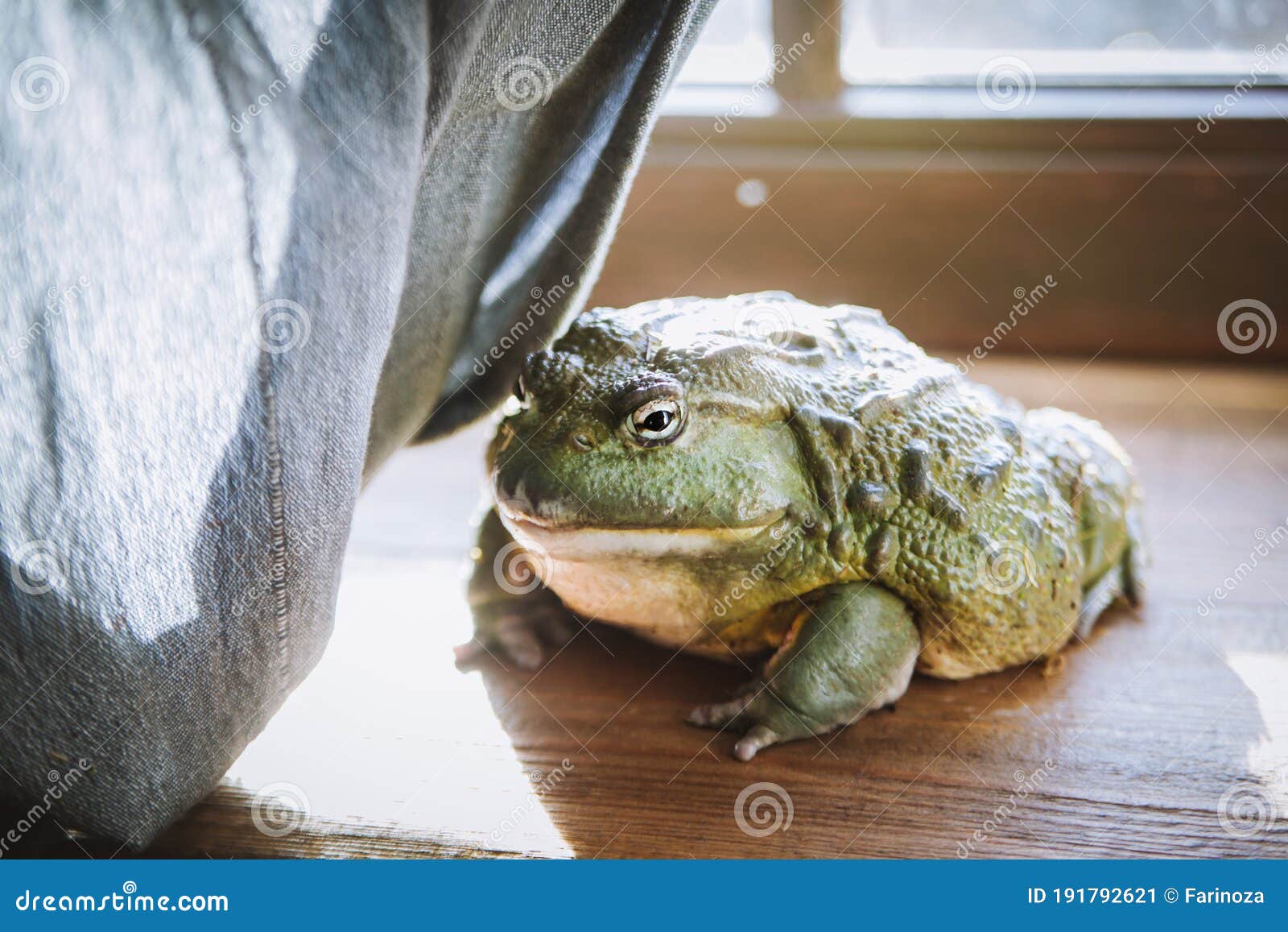The African Bullfrog in Front of Window Stock Image - Image of green ...