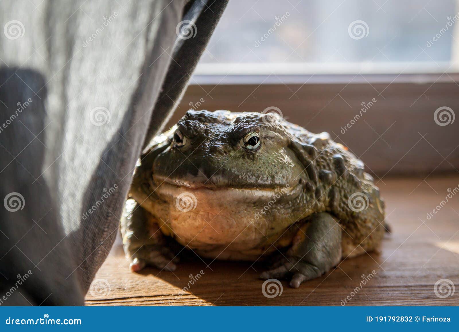 The African Bullfrog in Front of Window Stock Photo - Image of ...