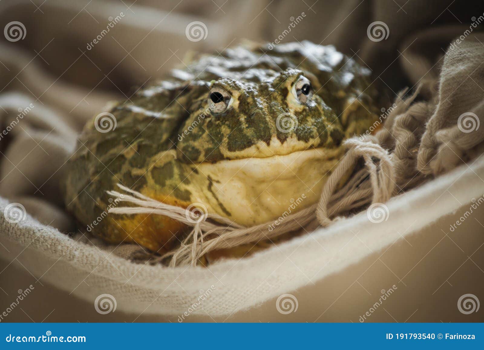 The African Bullfrog in Front of Window Stock Photo - Image of green ...