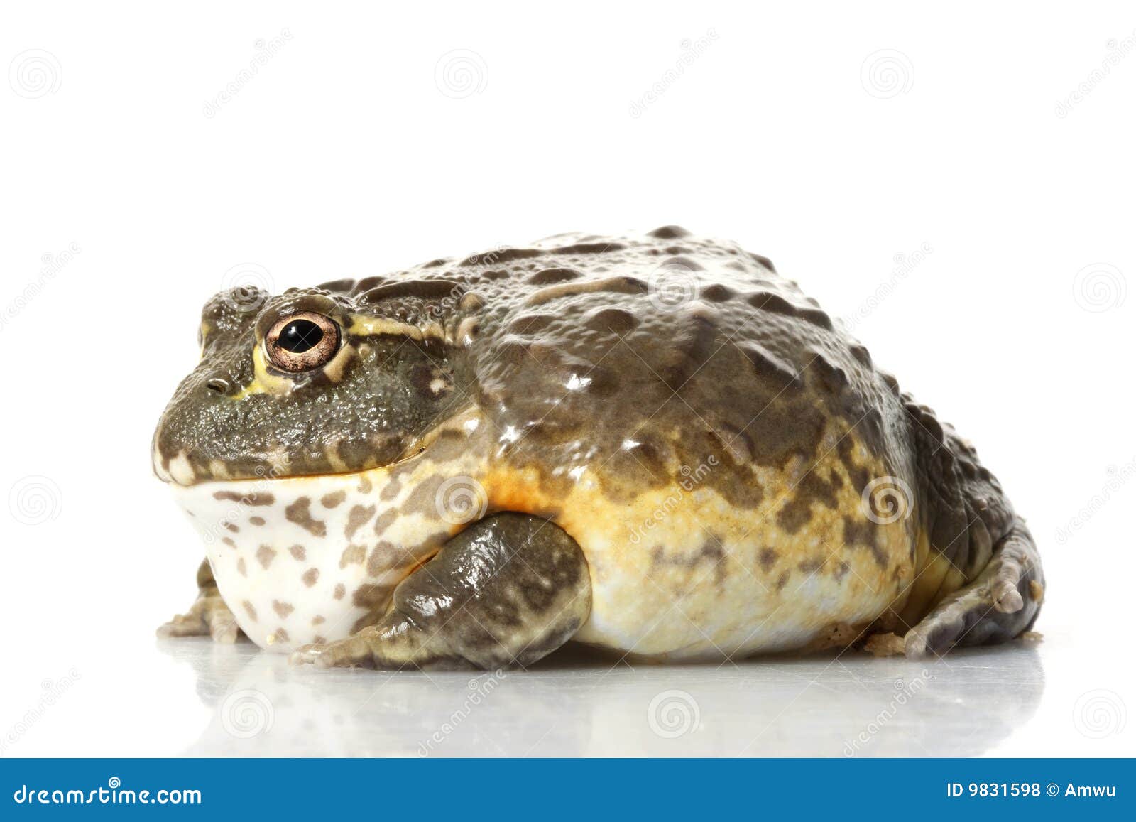 African Bullfrog/Pixie Frog Stock Photo - Image of black, yellow: 9831598