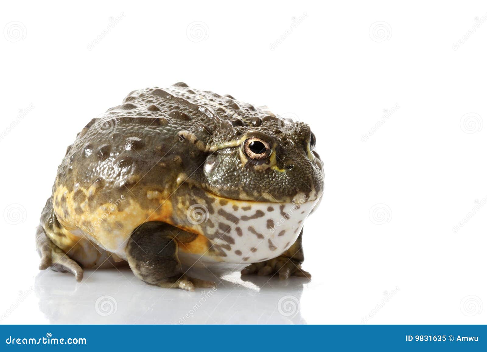 African Bullfrog Pixie Frog Photos - Free & Royalty-Free Stock Photos ...