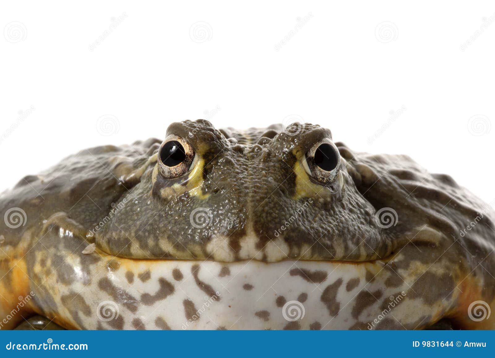 African Bullfrog/Pixie Frog Stock Photo - Image of white, colorful: 9831644