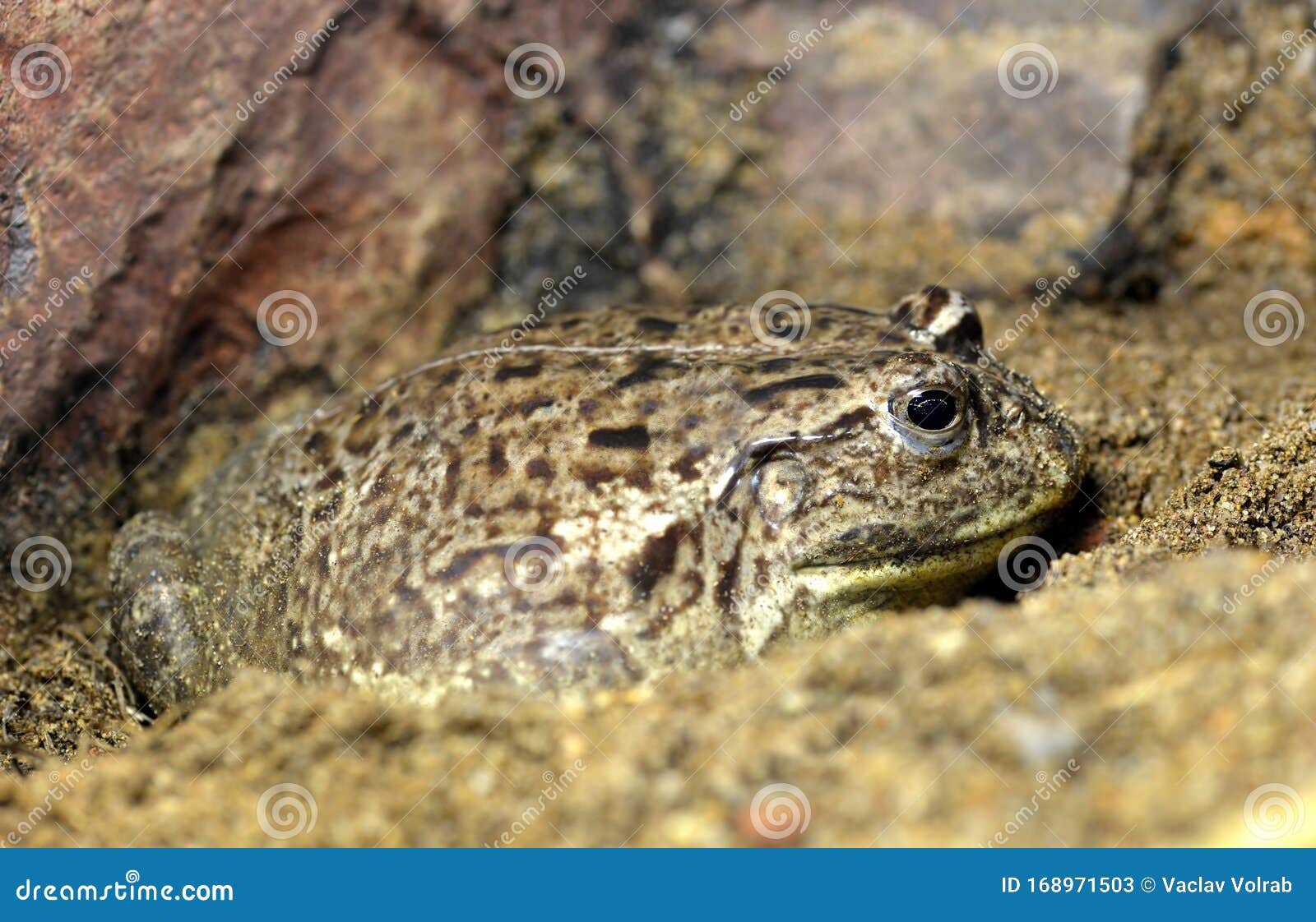 The African Bullfrog or Pixie Frog. Stock Image - Image of adspersus ...