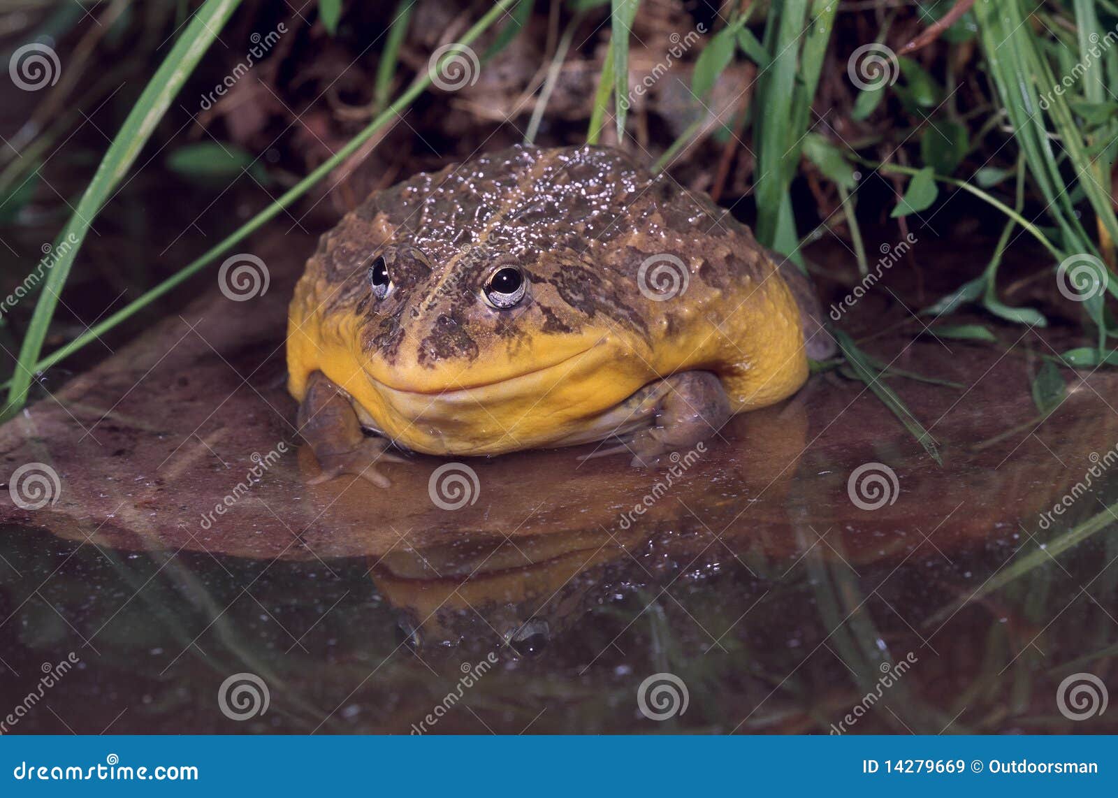African Bullfrog (pyxicephalus Adspersus) Stock Image - Image of ...