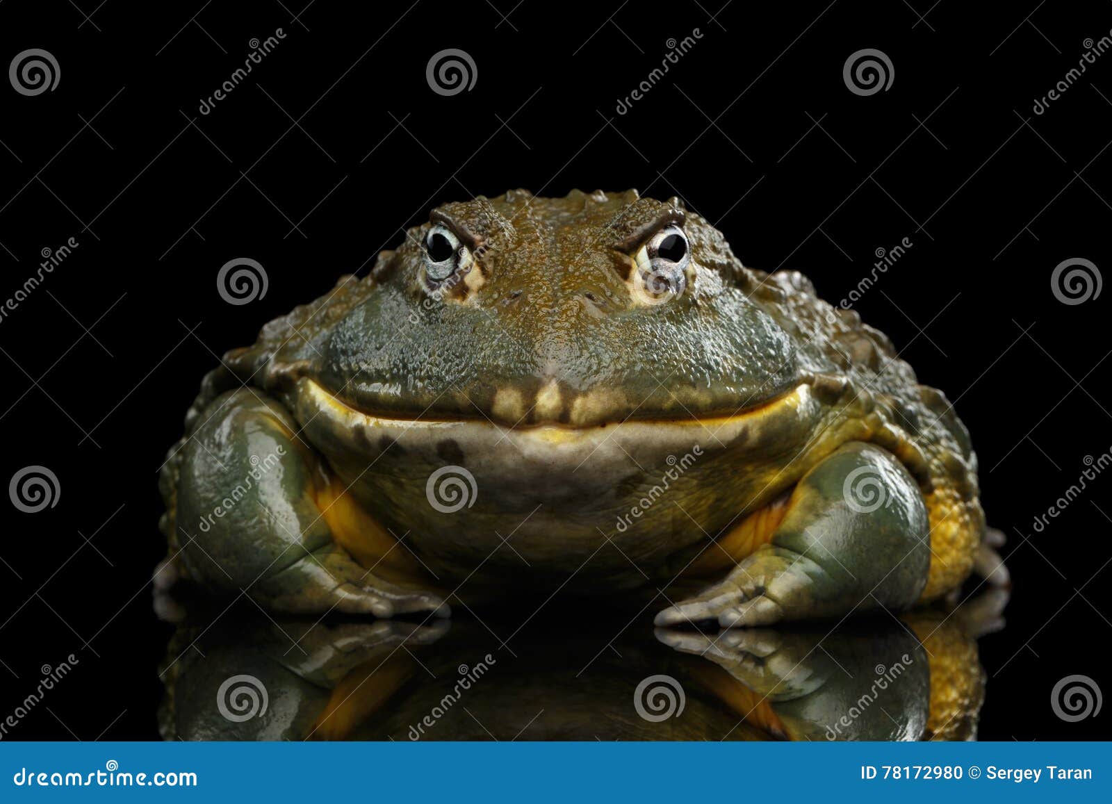 African Bullfrog Pyxicephalus Adspersus Frog Isolated on Black ...