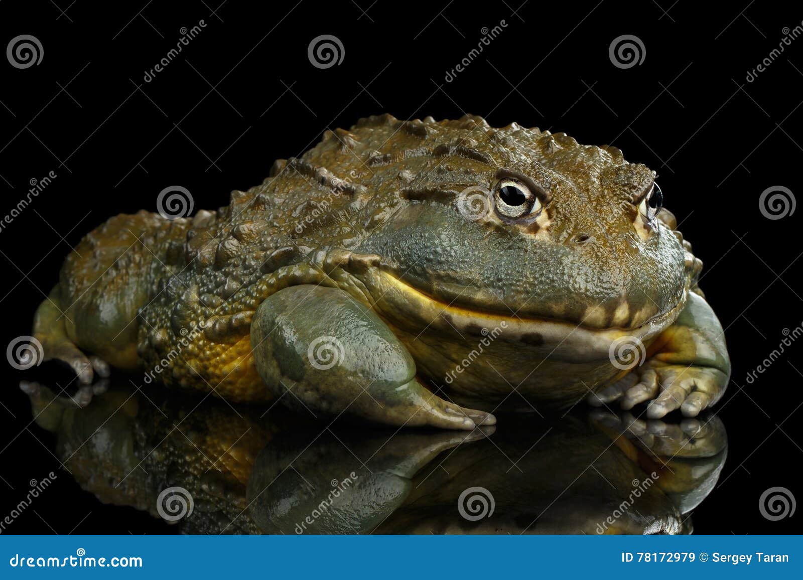 African Bullfrog Pyxicephalus Adspersus Frog Isolated on Black ...
