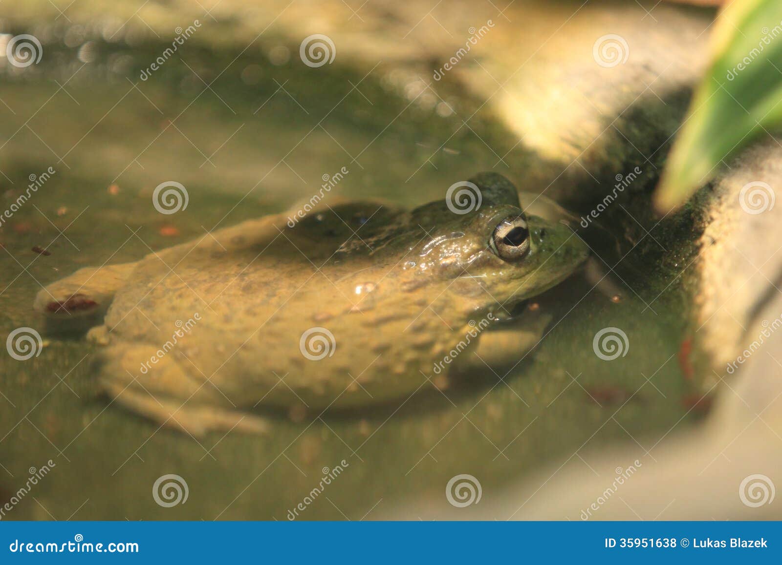 The African Bullfrog Isolated On White Background Stock Photography ...