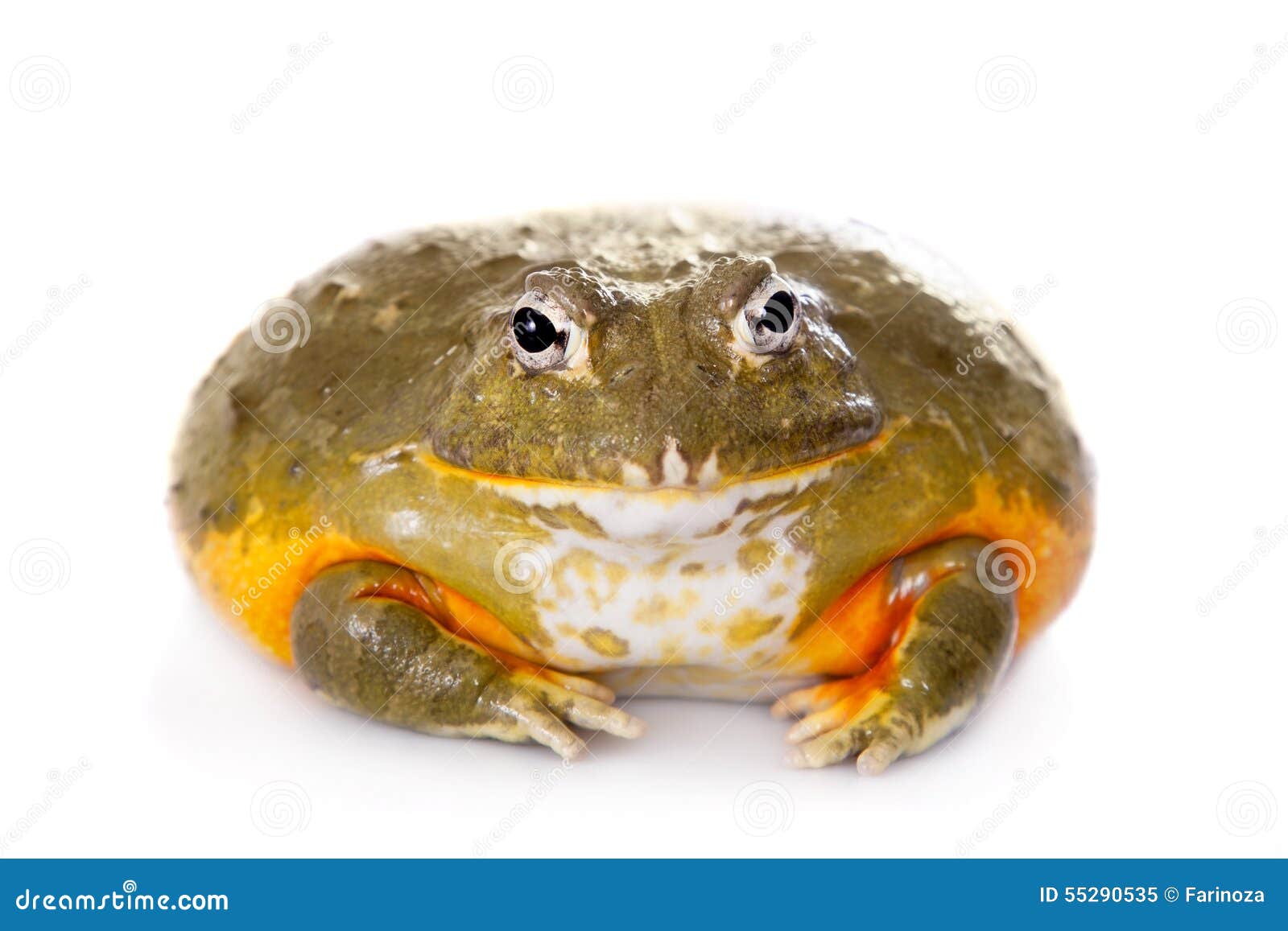 The African Bullfrog on White Stock Image - Image of croaking, beauty ...