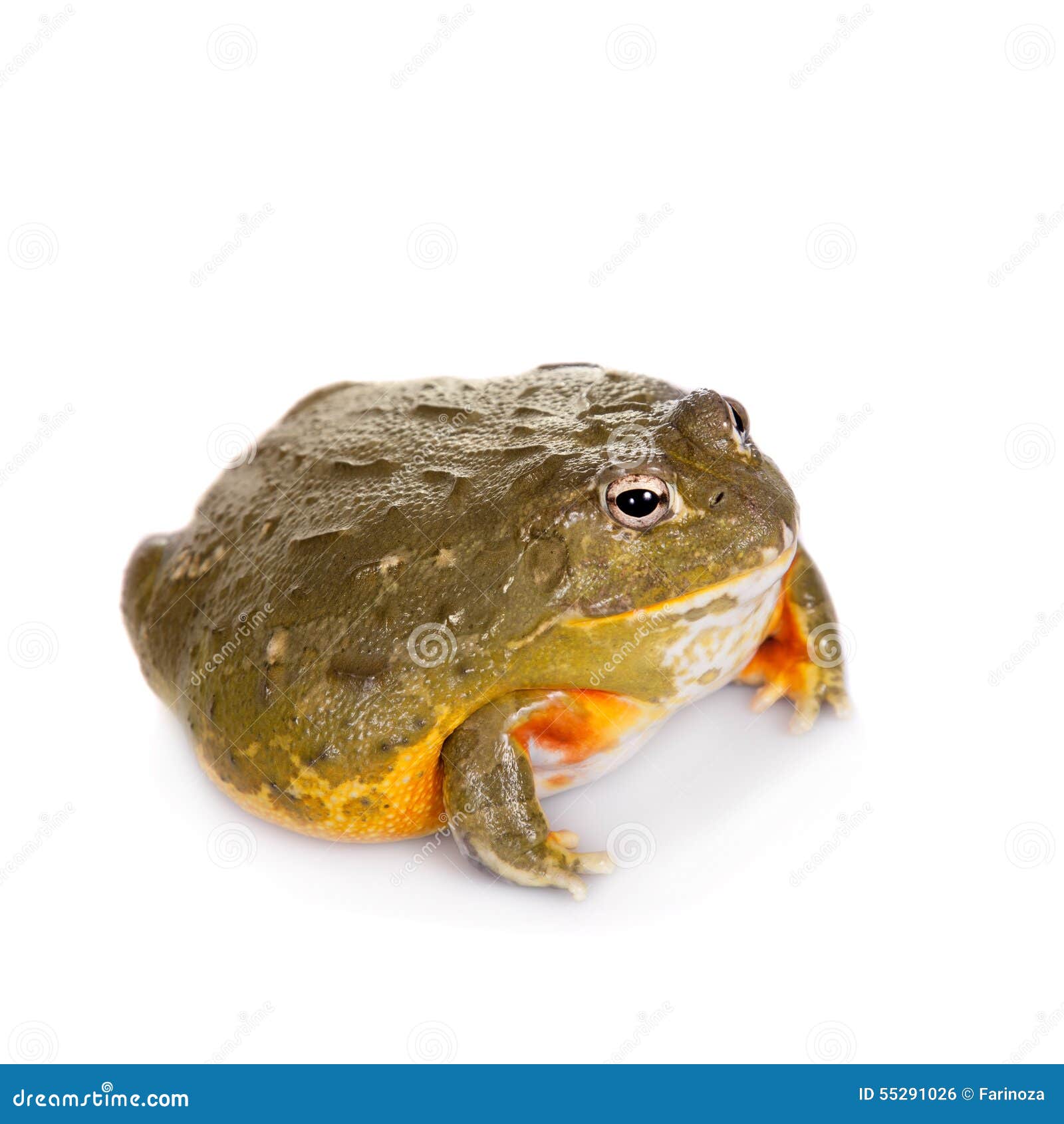 The African Bullfrog on White Stock Photo - Image of background, frog ...