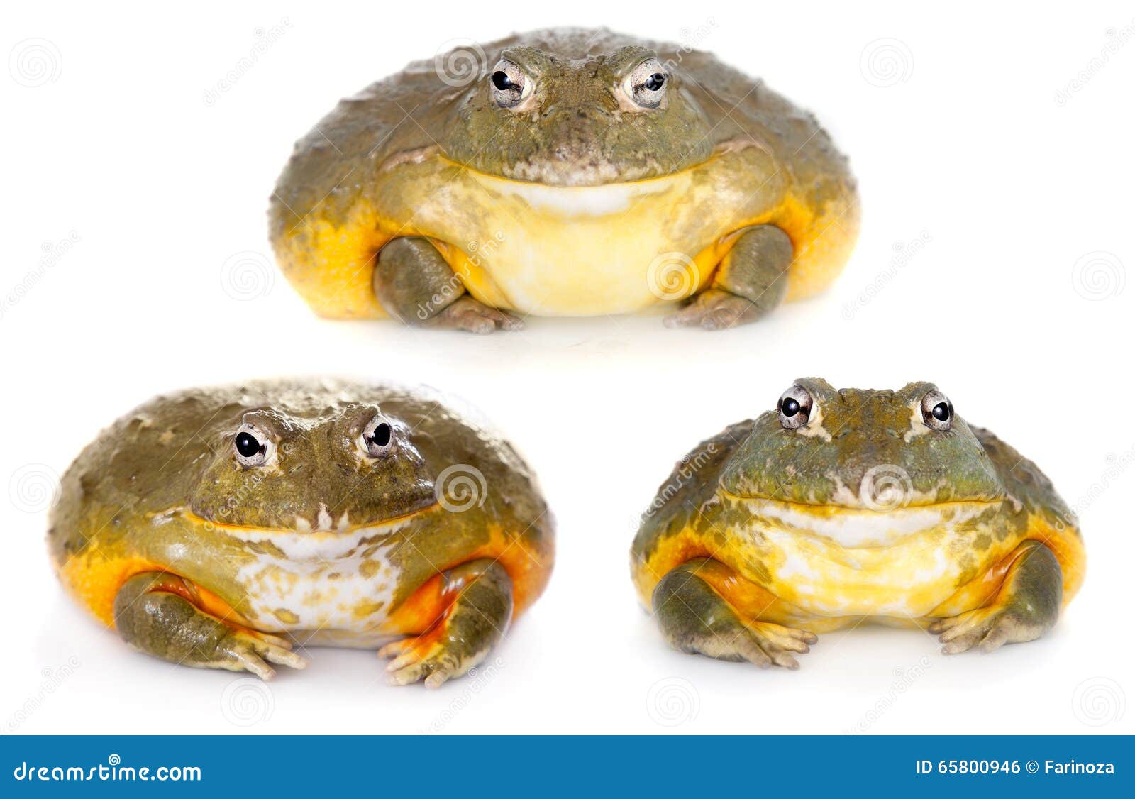 The African Bullfrog on White Stock Photo - Image of cute, colorful ...