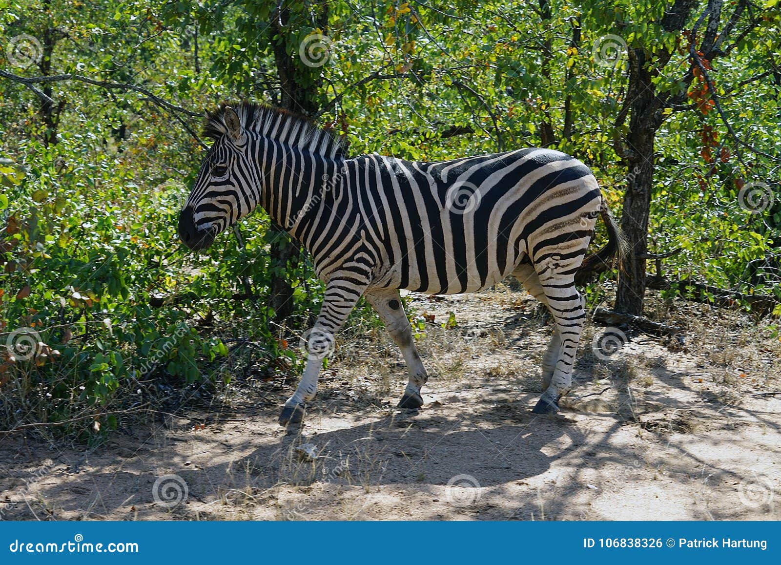 African Burchell Zebra in the Wilderness Alone Stock Photo - Image of ...