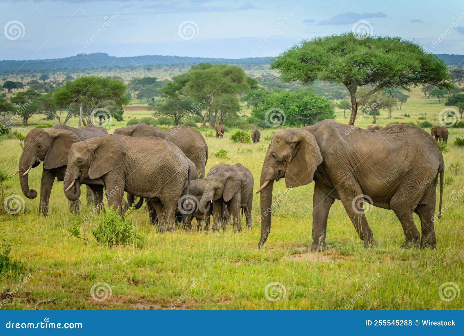 The African bush elephant stock photo. Image of baby - 255545288