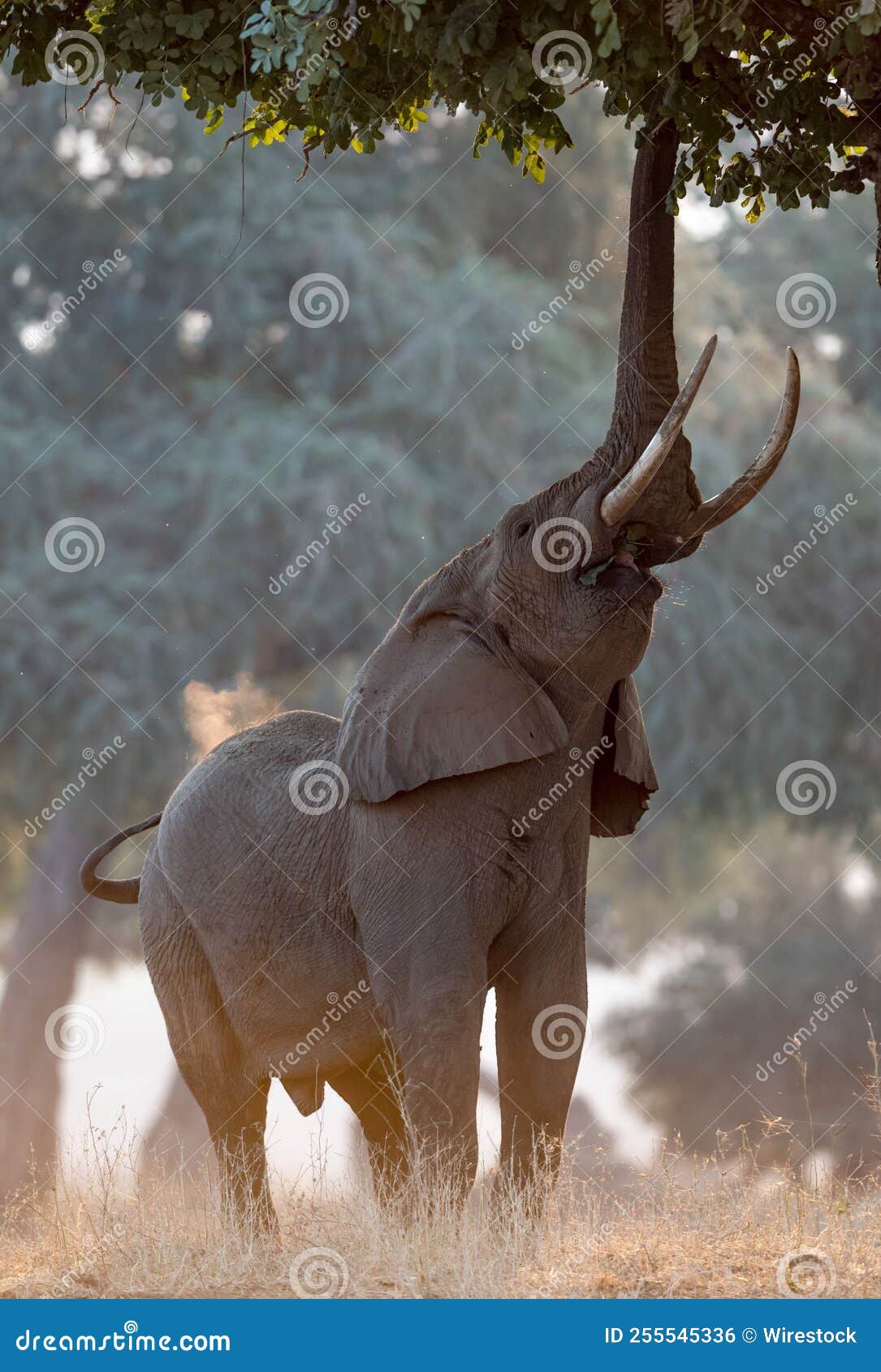 The African bush elephant stock photo. Image of park - 255545336