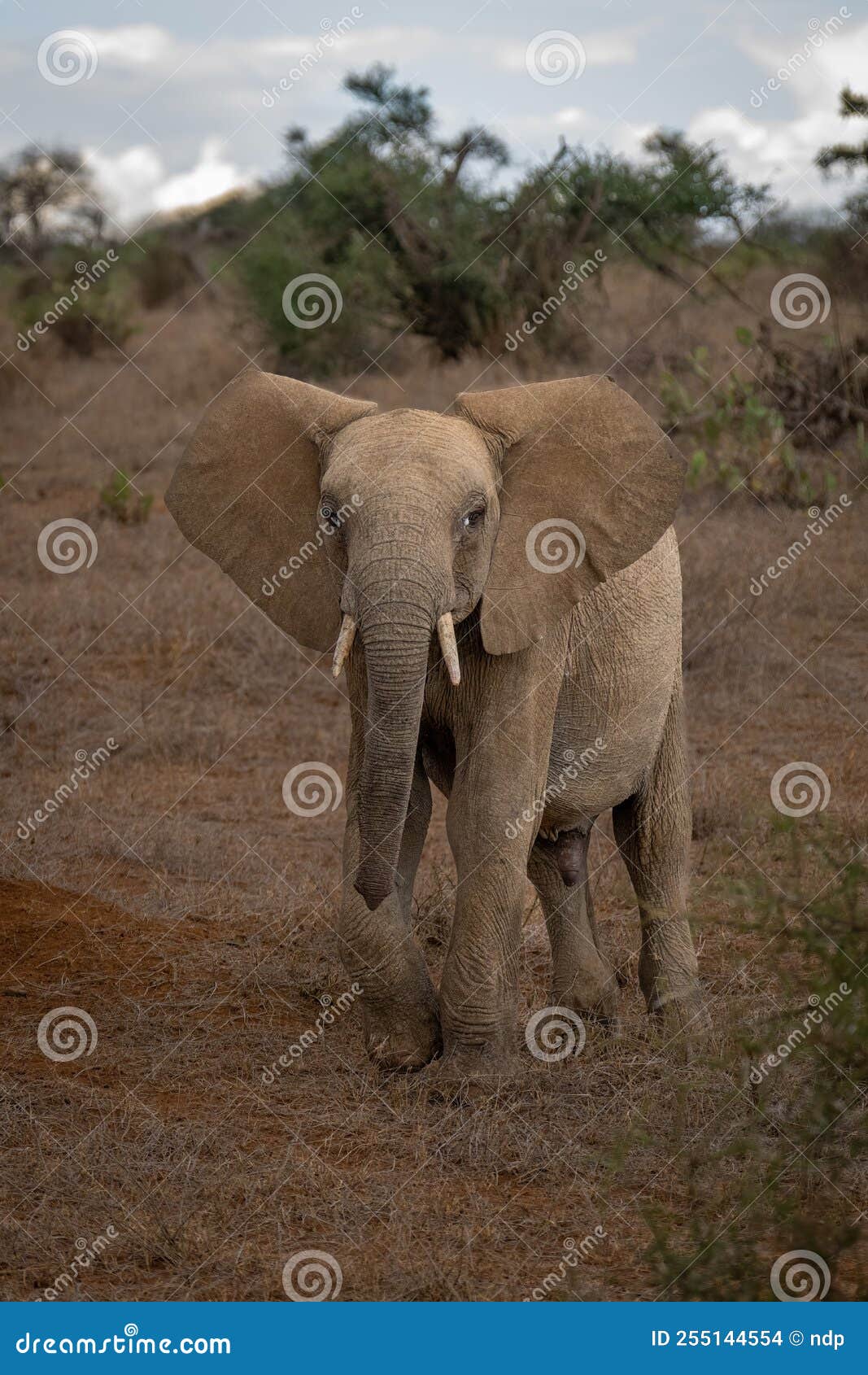 African Bush Elephant Approaches Camera Lifting Foot Stock Photo ...