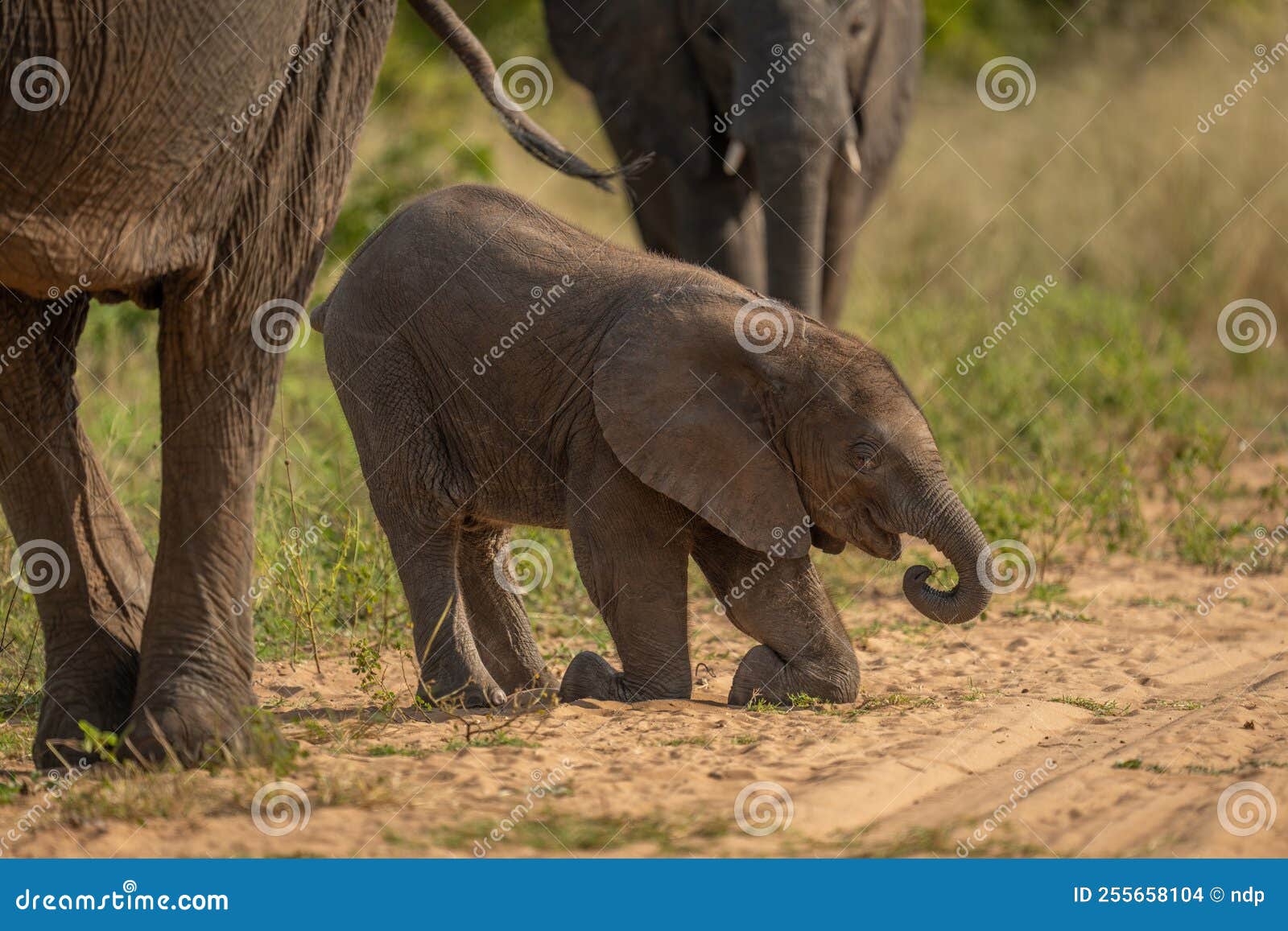 African Bush Elephant Calf Kneeling on Track Stock Photo - Image of ...