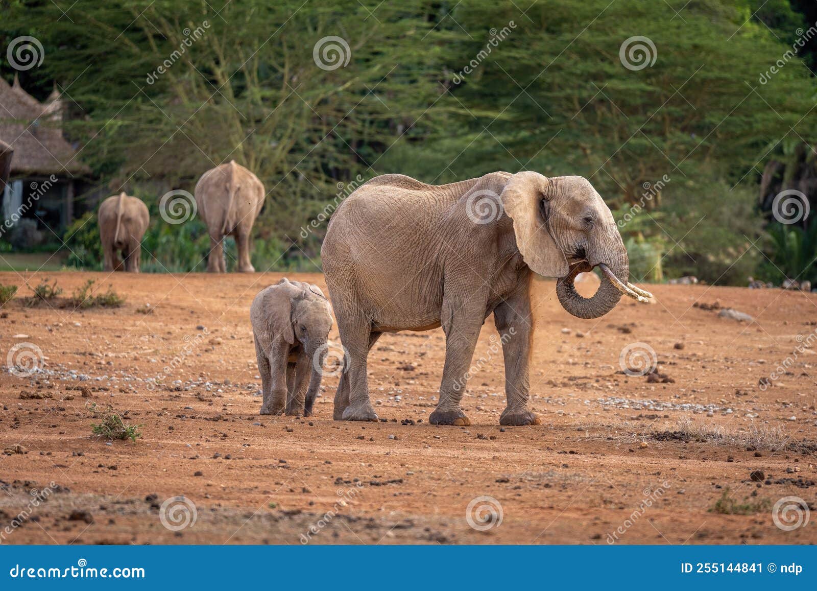 African Bush Elephant with Calf Outside Lodge Stock Image - Image of ...