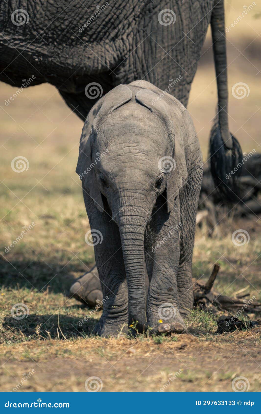 African Bush Elephant Calf Standing beside Mother Stock Image - Image ...