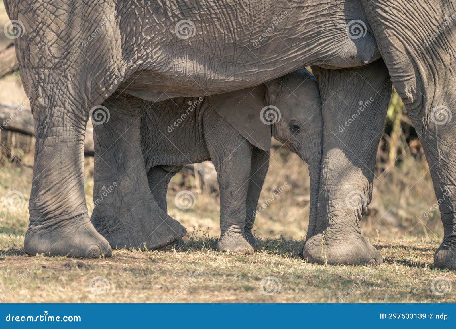 African Bush Elephant Calf Stands beside Mother Stock Image - Image of ...