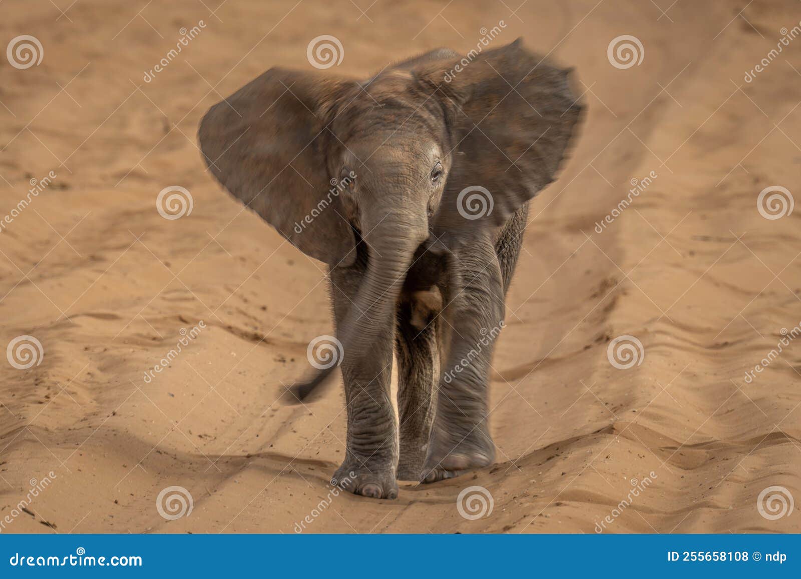 African Bush Elephant Calf Swings Trunk Around Stock Photo - Image of ...