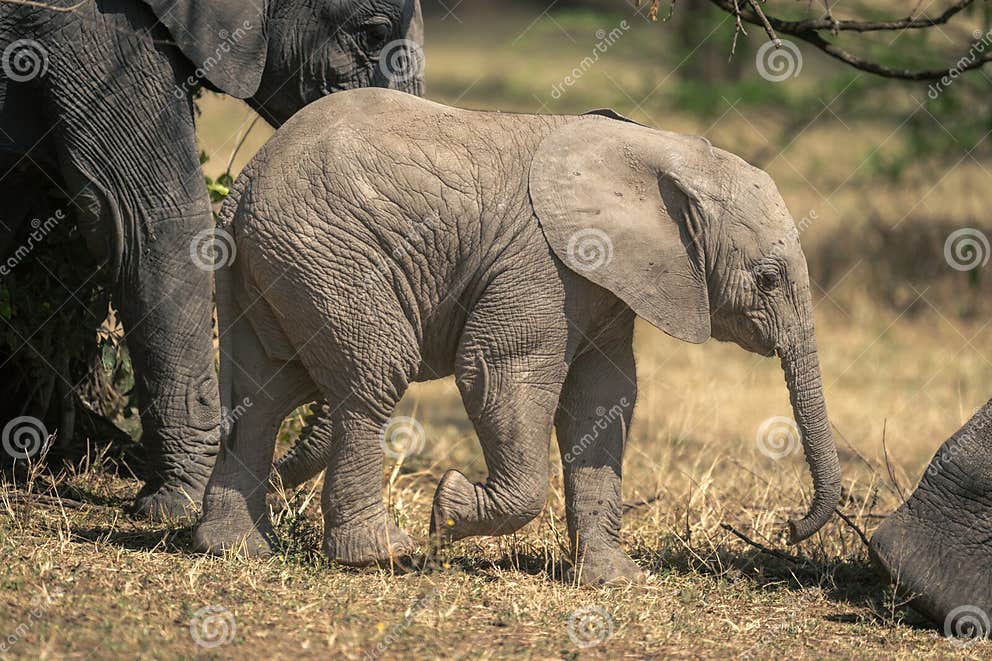 African Bush Elephant Calf Walking with Herd Stock Image - Image of ...