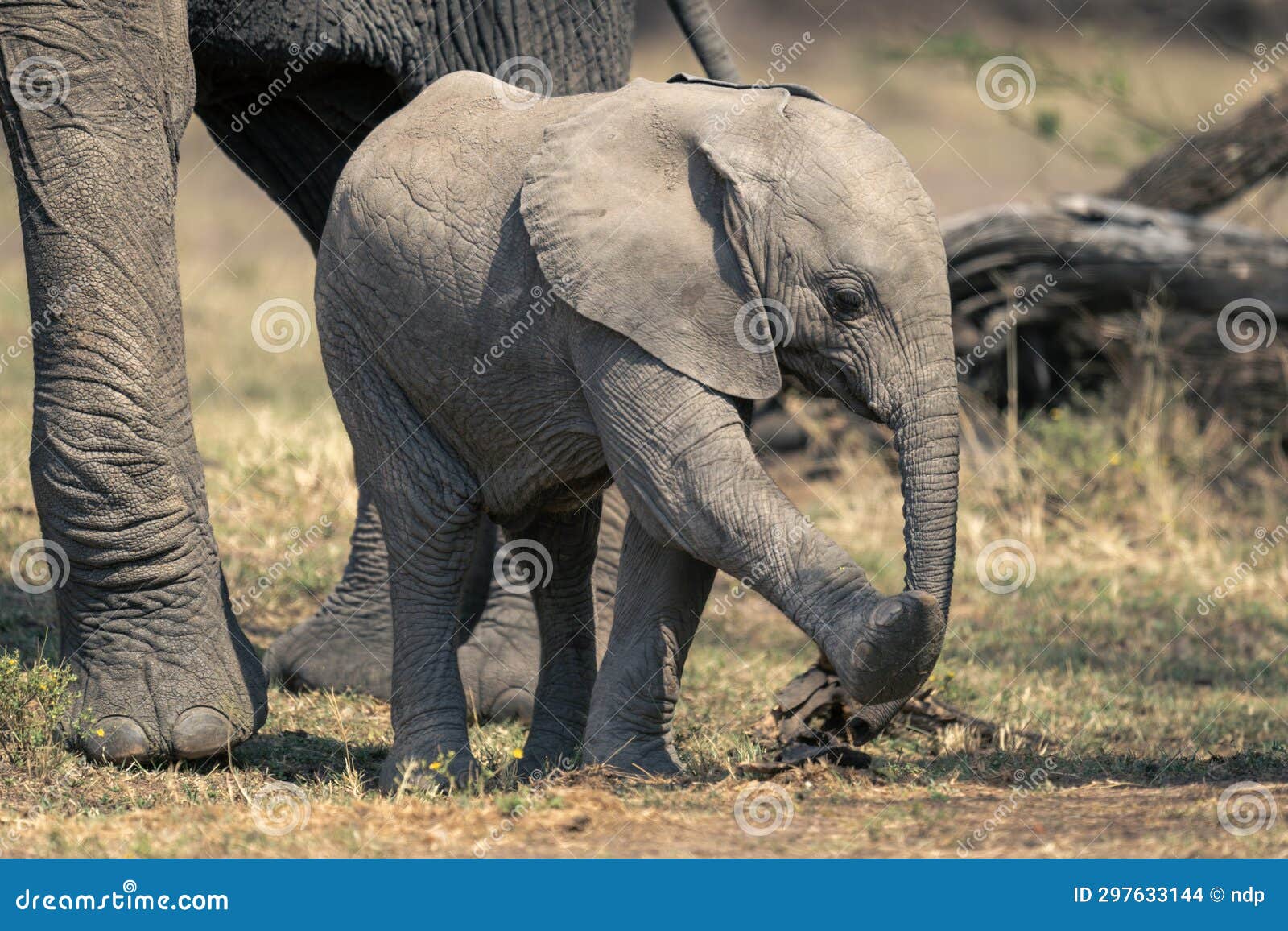 African Bush Elephant Calf Walks Lifting Forefoot Stock Photo - Image ...