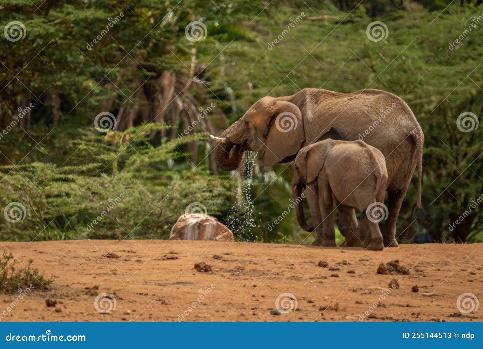 African Bush Elephant and Calf at Waterhole Stock Image - Image of ...