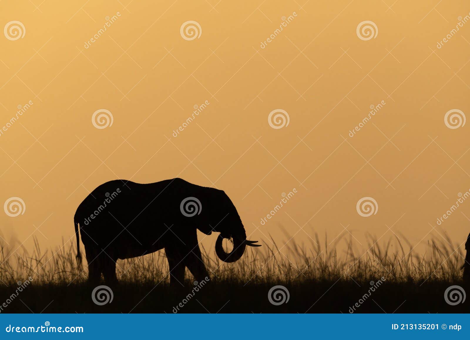 African Bush Elephant Crossing Horizon at Dusk Stock Image - Image of ...