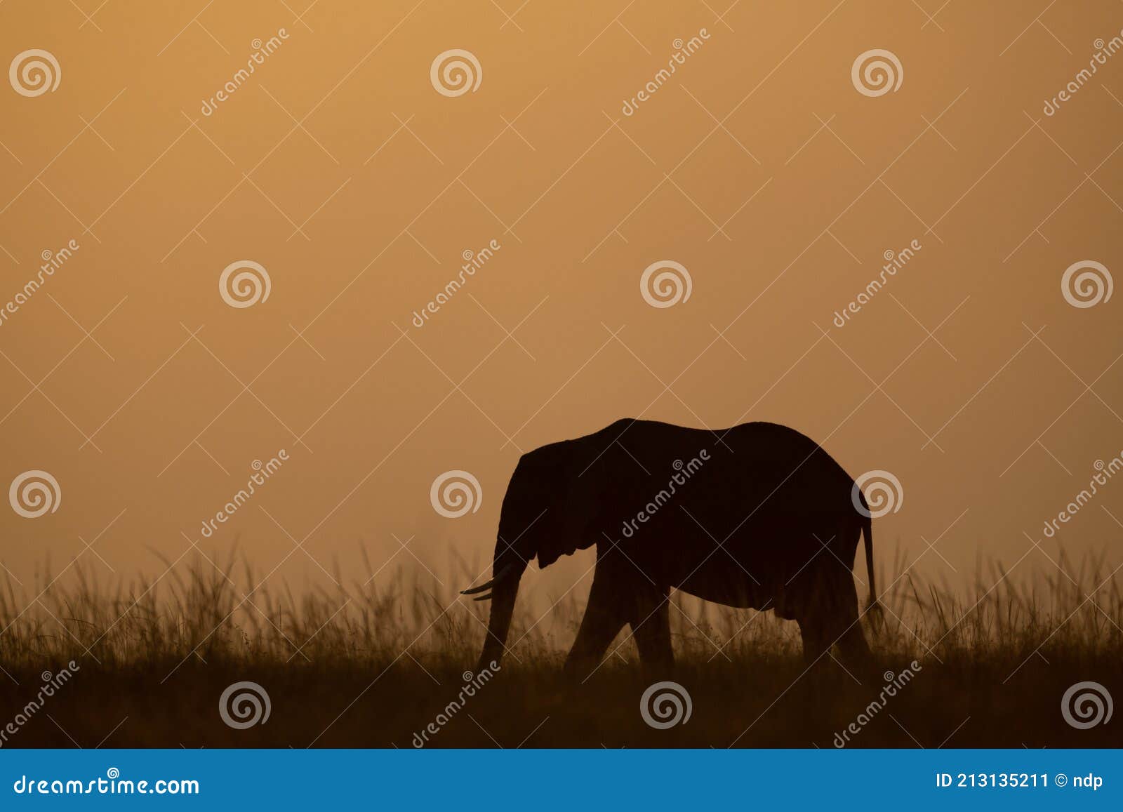 African Bush Elephant Crossing Horizon at Sundown Stock Image - Image ...
