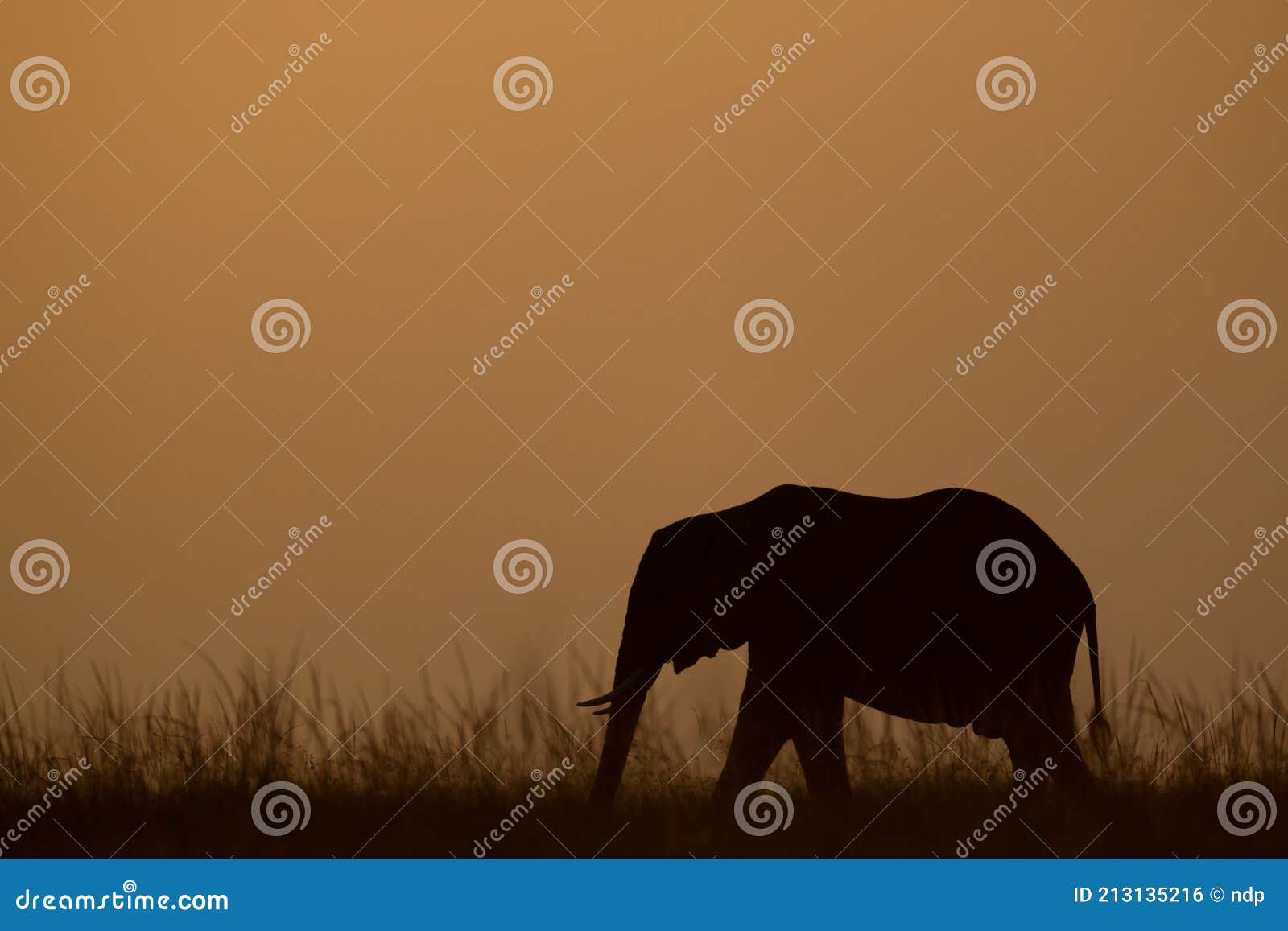 African Bush Elephant Crossing Horizon at Sunset Stock Photo - Image of ...