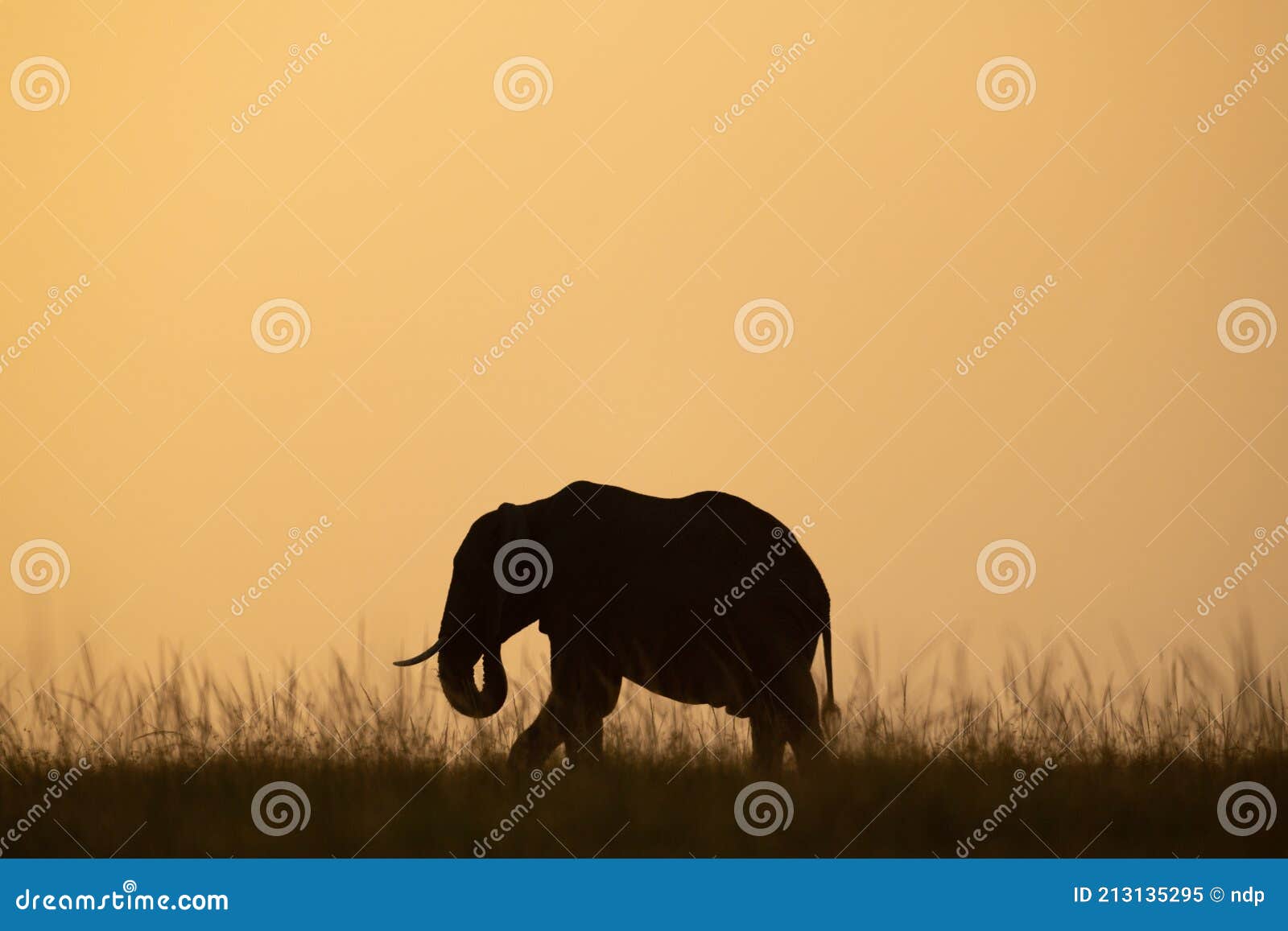 African Bush Elephant Eating Grass on Horizon Stock Image - Image of ...