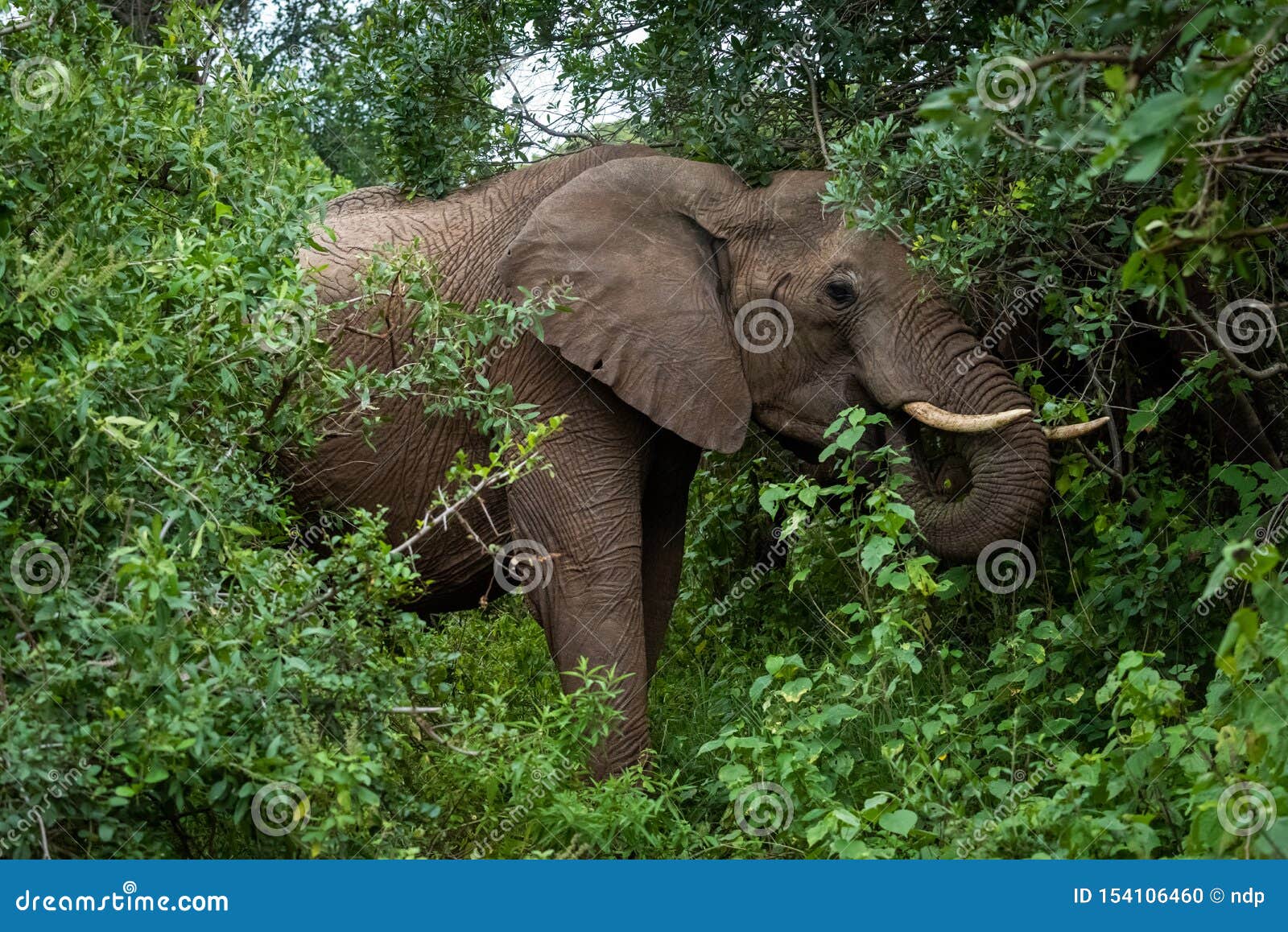 African Bush Elephant Eats Leaves among Trees Stock Photo - Image of ...