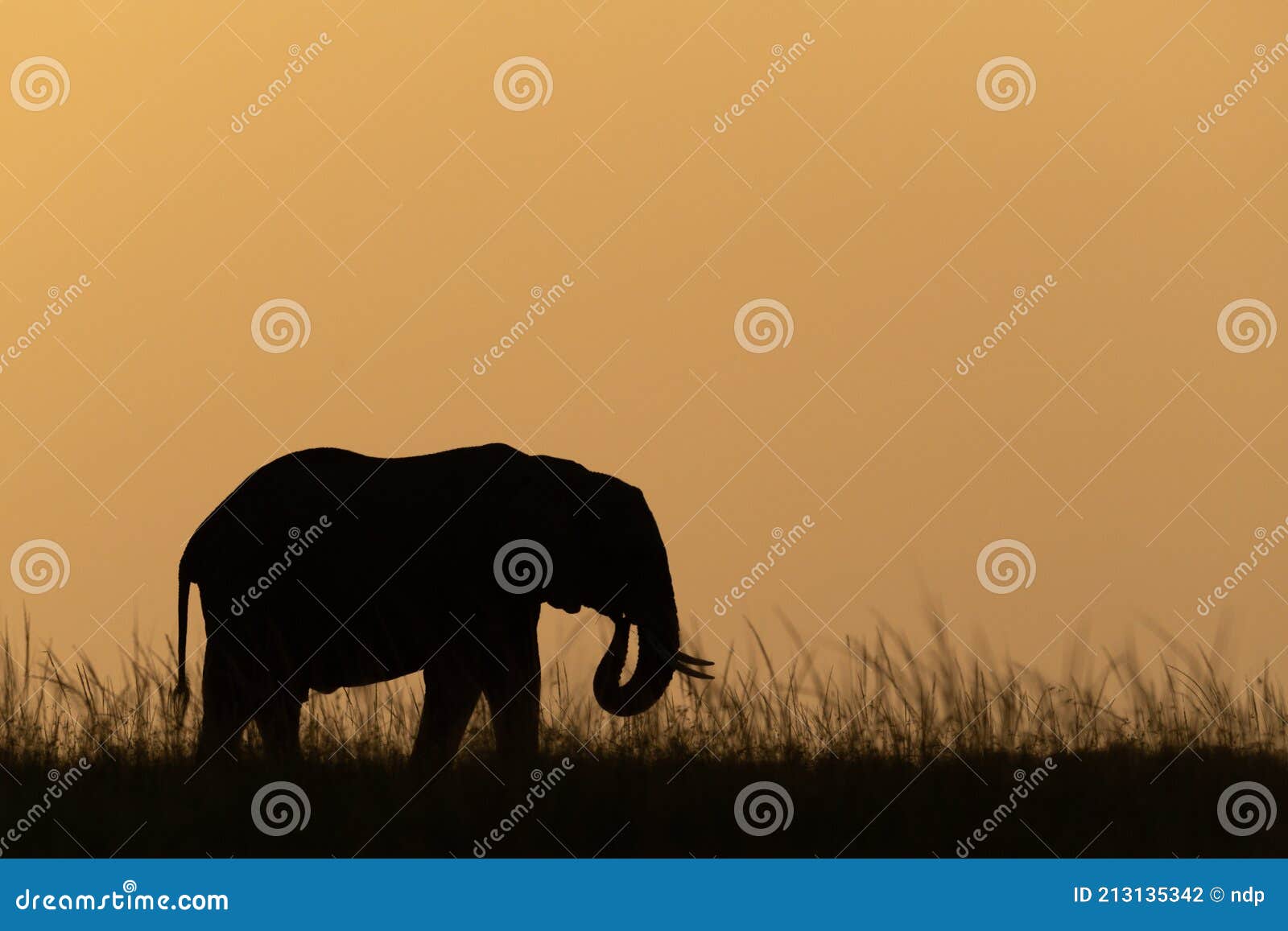 African Bush Elephant Facing Right at Sundown Stock Photo - Image of ...