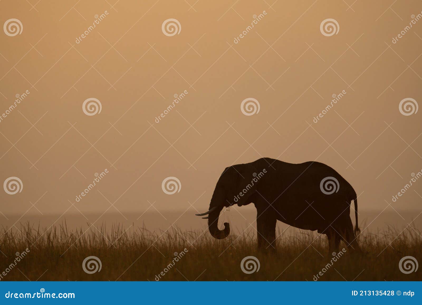 African Bush Elephant on Horizon at Sundown Stock Photo - Image of ...