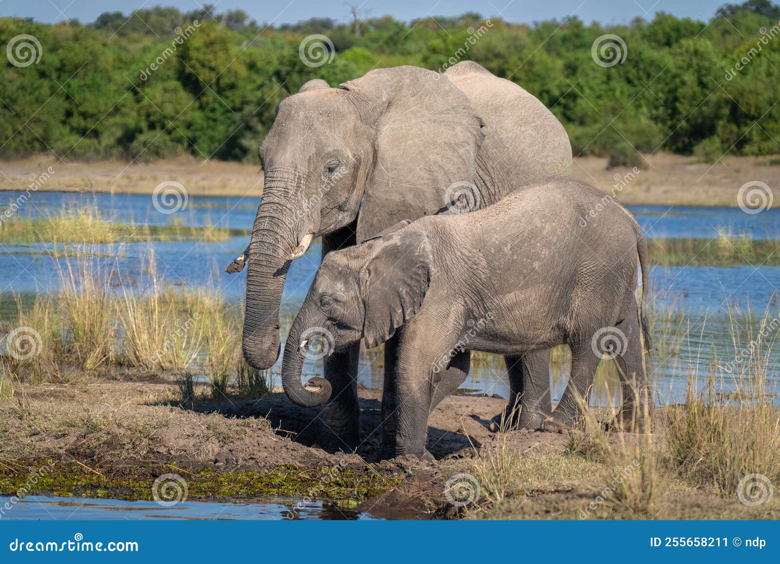 African Bush Elephant on Island with Calf Stock Image - Image of bush ...