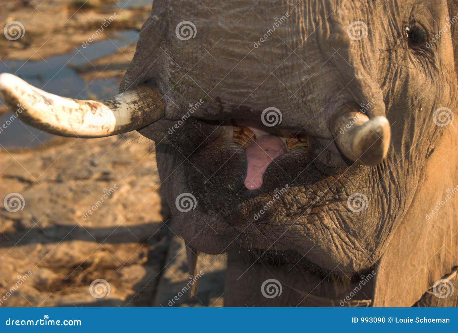 African Bush Elephant (Loxodonta Africana) Stock Photo - Image of move ...