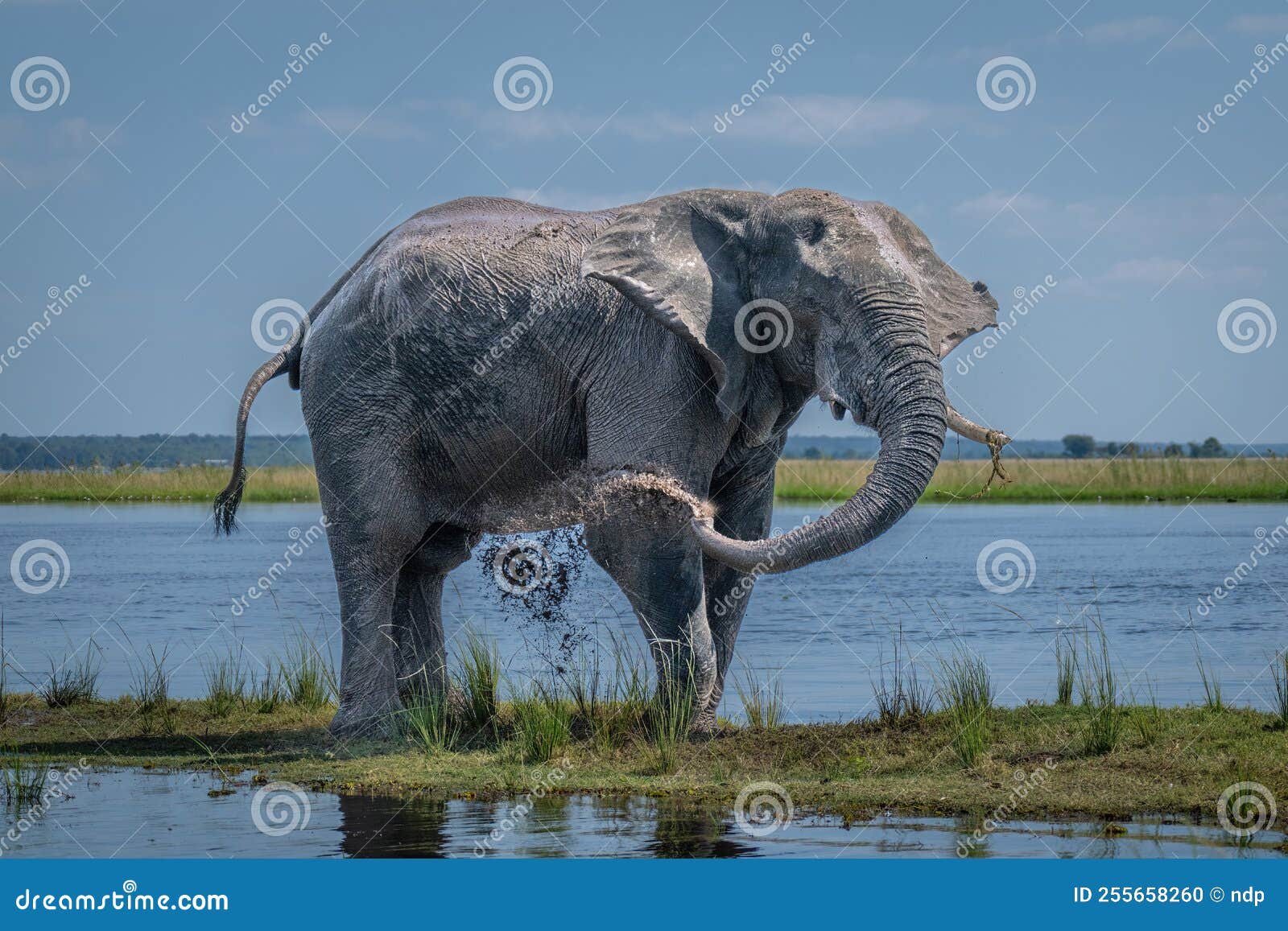 African Bush Elephant Spraying Mud Over Flank Stock Photo - Image of ...