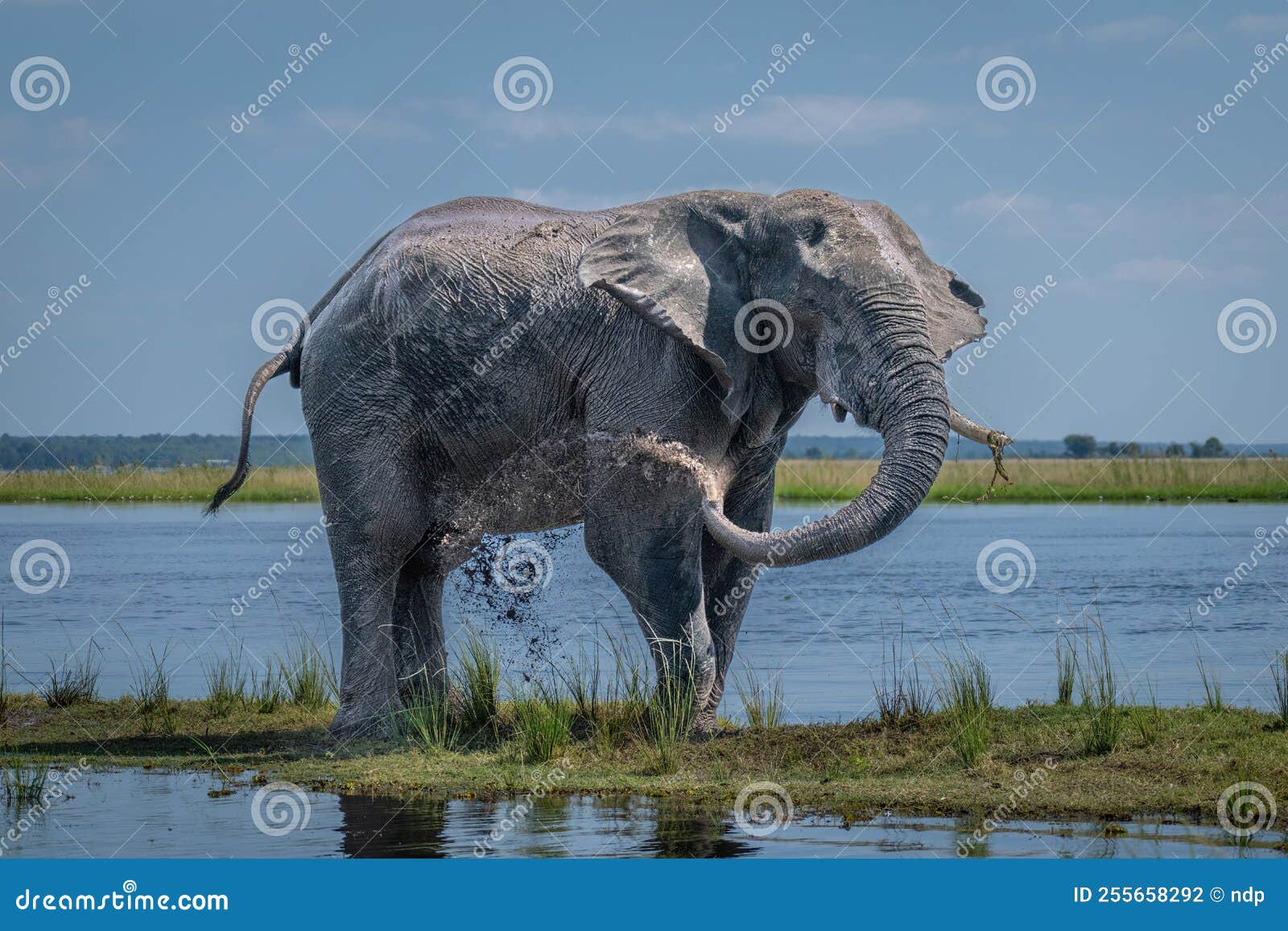 African Bush Elephant Sprays Mud Over Flank Stock Photo - Image of ...