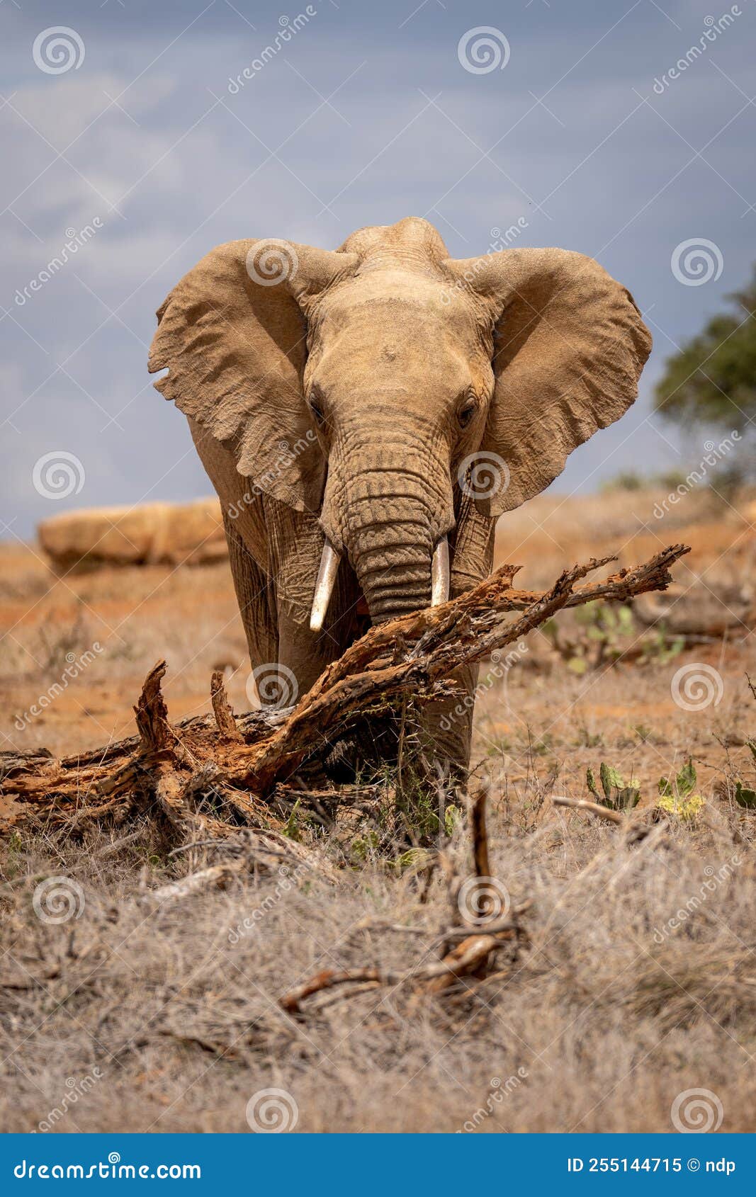 African Bush Elephant Stands Breaking Dead Tree Stock Image - Image of ...