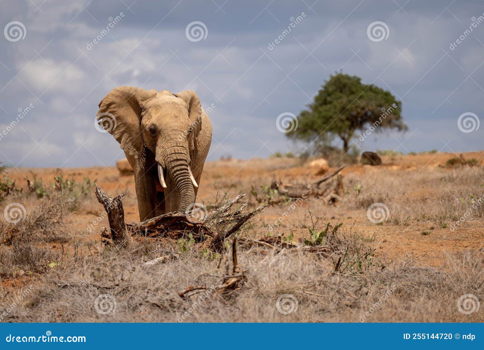 African Bush Elephant Stands Breaking Down Tree Stock Photo - Image of ...