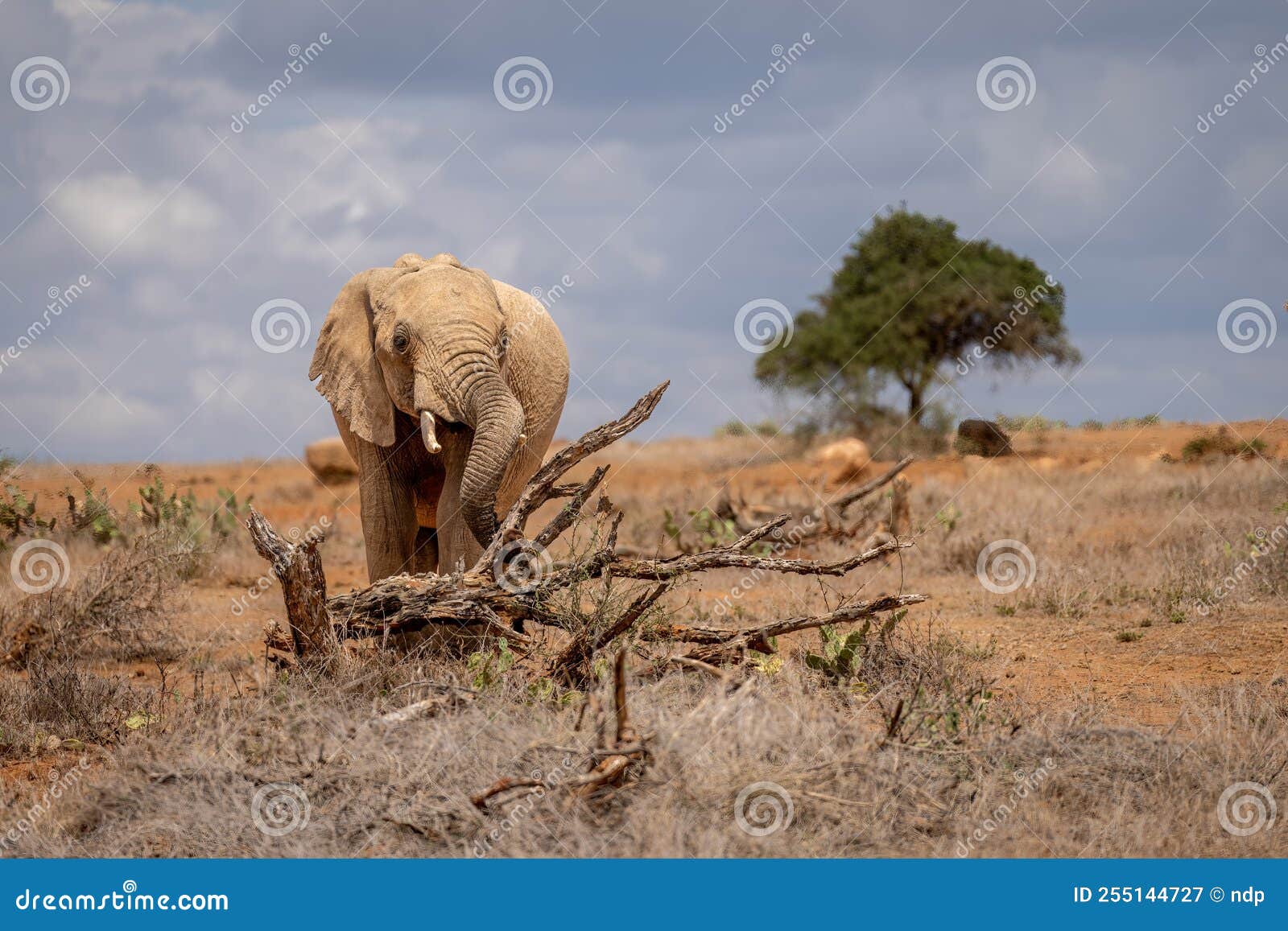 African Bush Elephant Stands Breaking Up Tree Stock Image - Image of ...