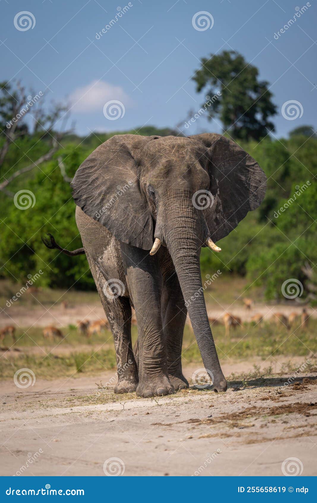 African Bush Elephant Stands on Sandy Riverbank Stock Image - Image of ...