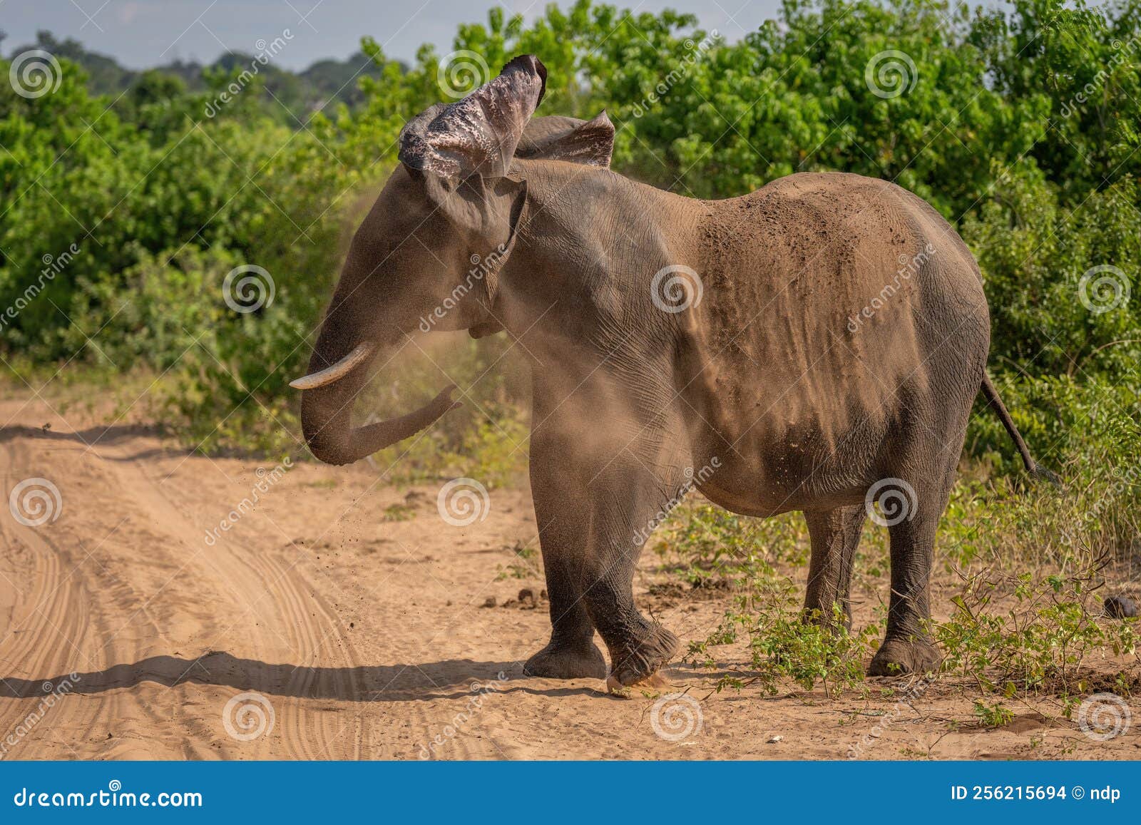 African Bush Elephant Stands Shaking Away Earth Stock Photo - Image of ...