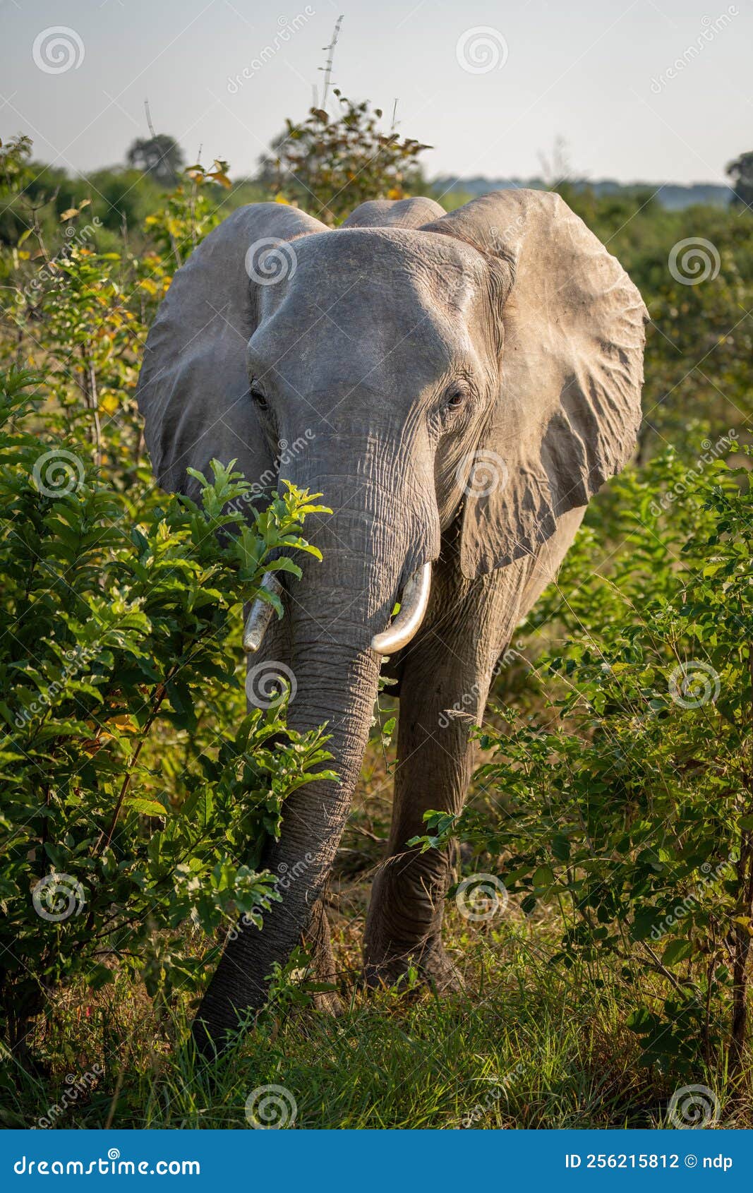 African Bush Elephant Stands Staring in Bushes Stock Photo - Image of ...