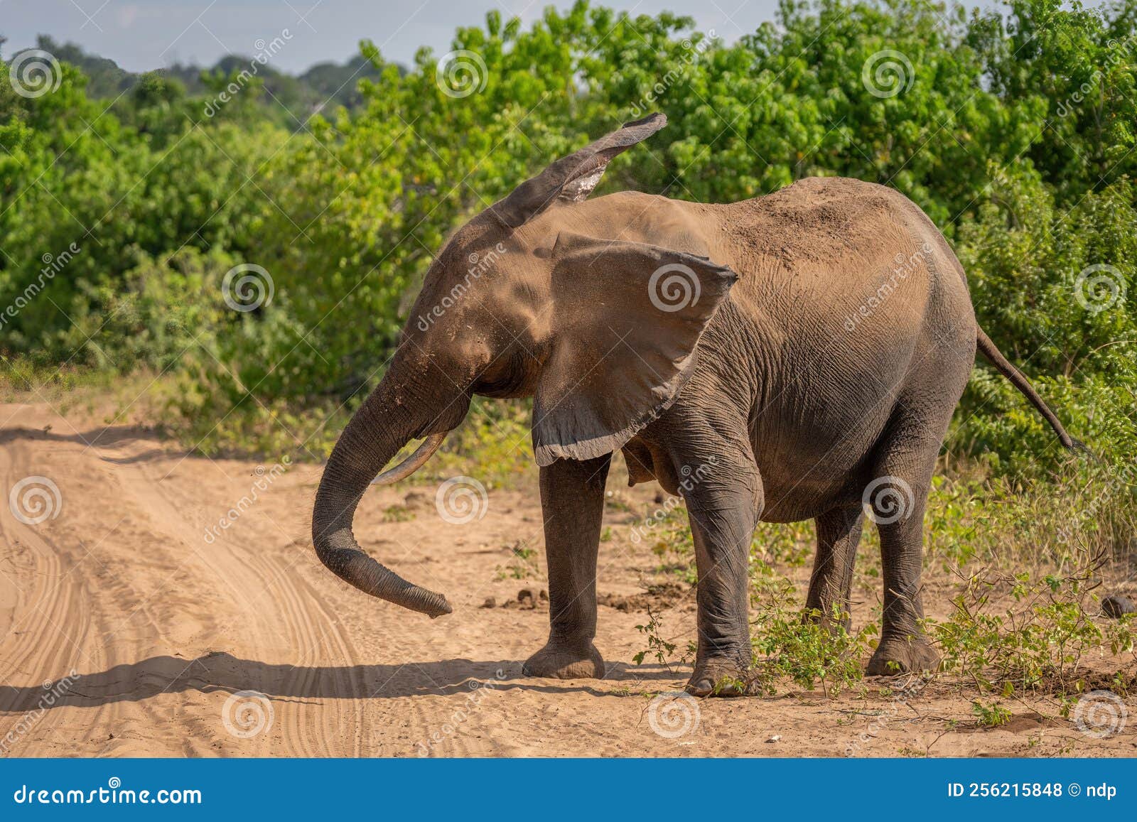 African Bush Elephant Stands Swinging Trunk about Stock Photo - Image ...