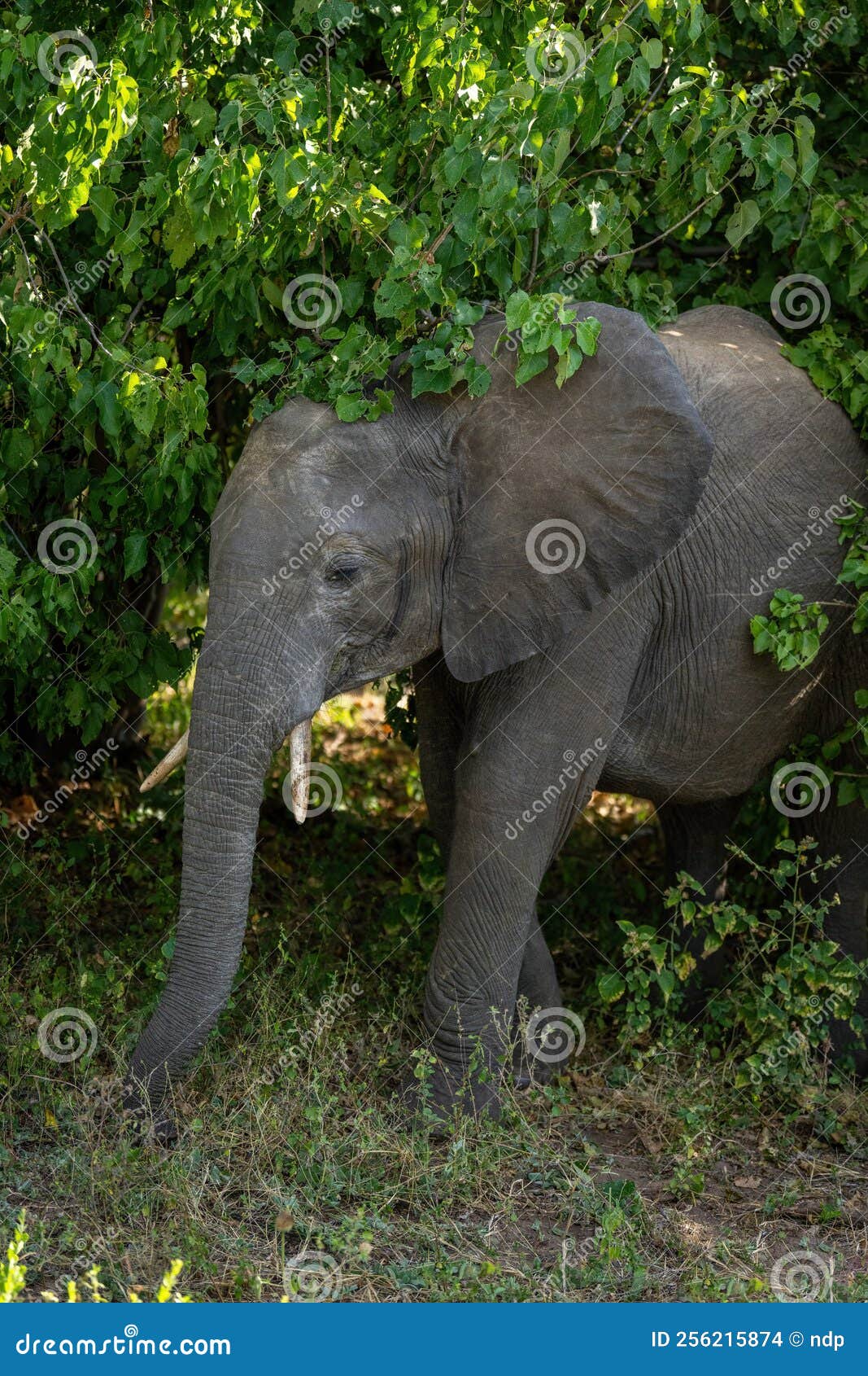 African Bush Elephant Stands Under Leafy Bush Stock Photo - Image of ...