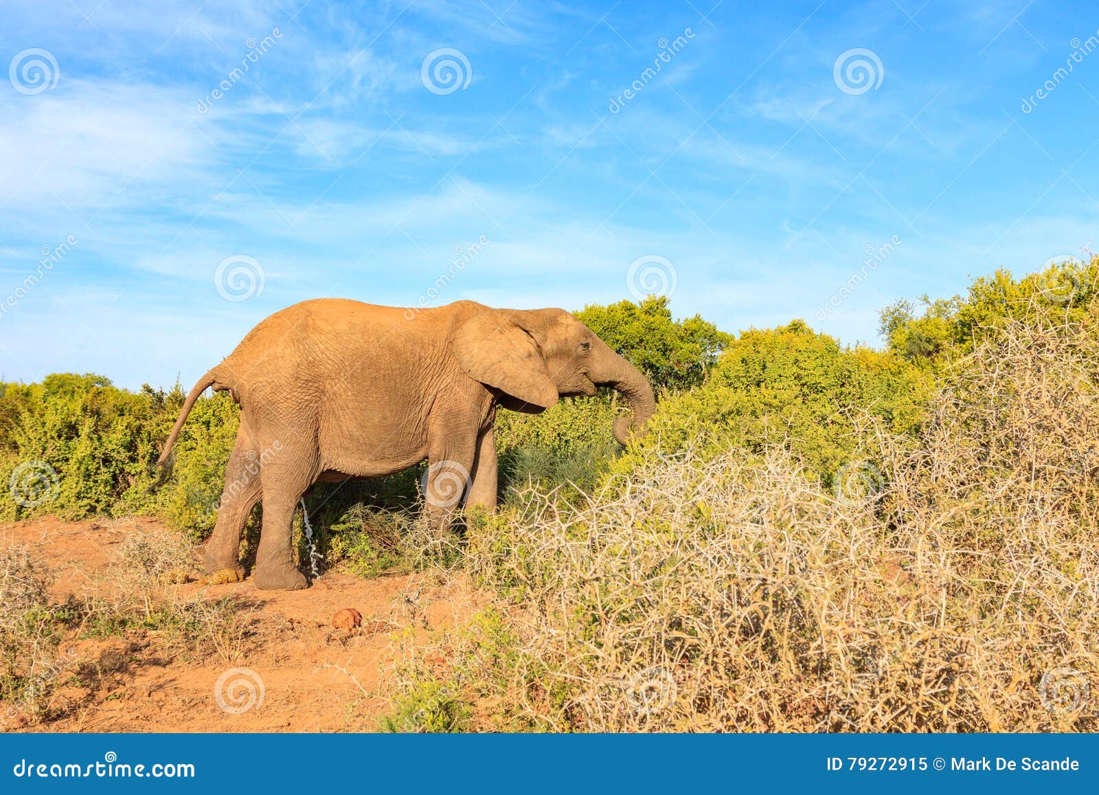 African Bush Elephant Taking A Dump And A Wee At The Same Time Royalty ...